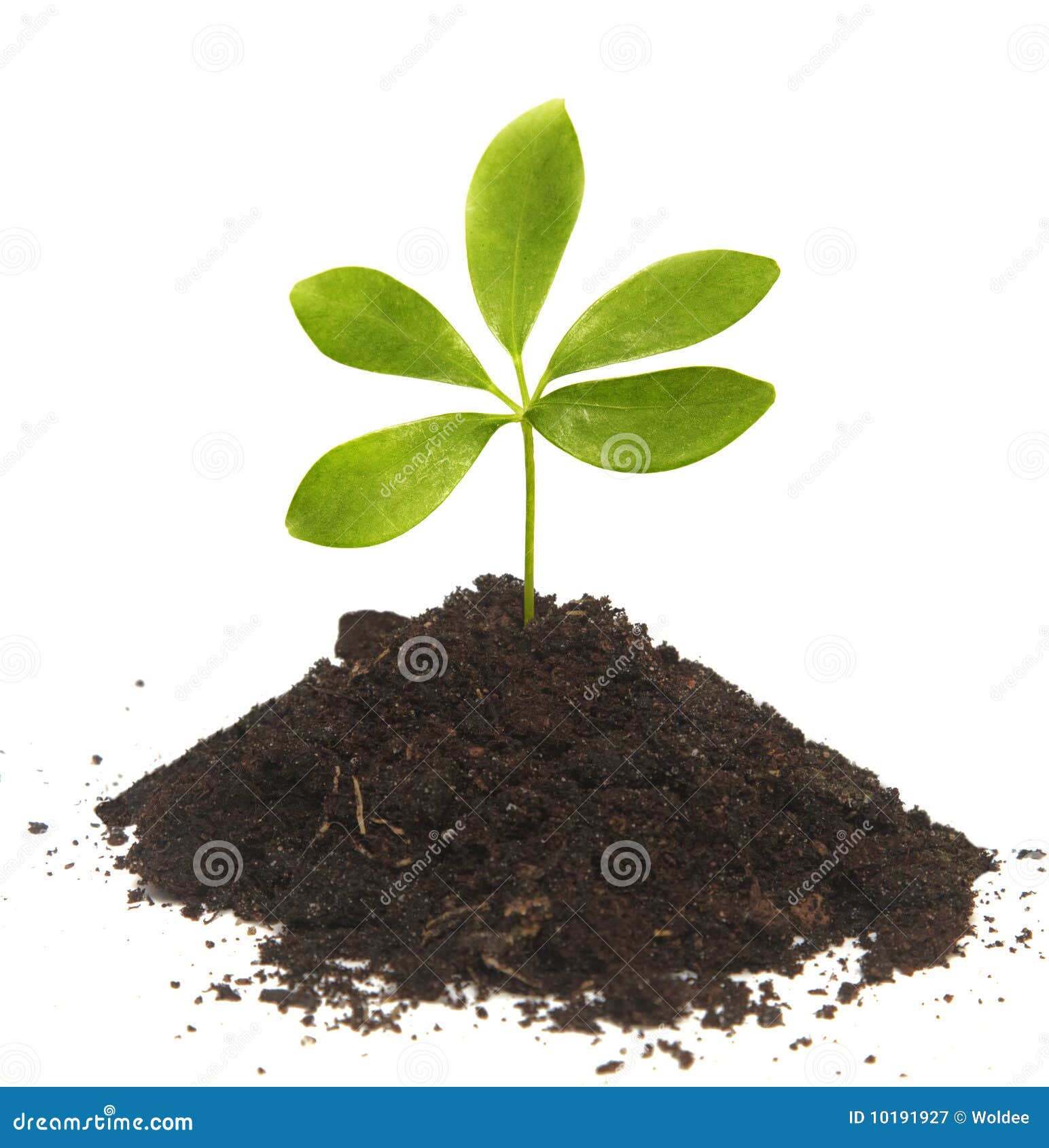 Small green plant stock image. Image of burgeon, leaves - 10191927