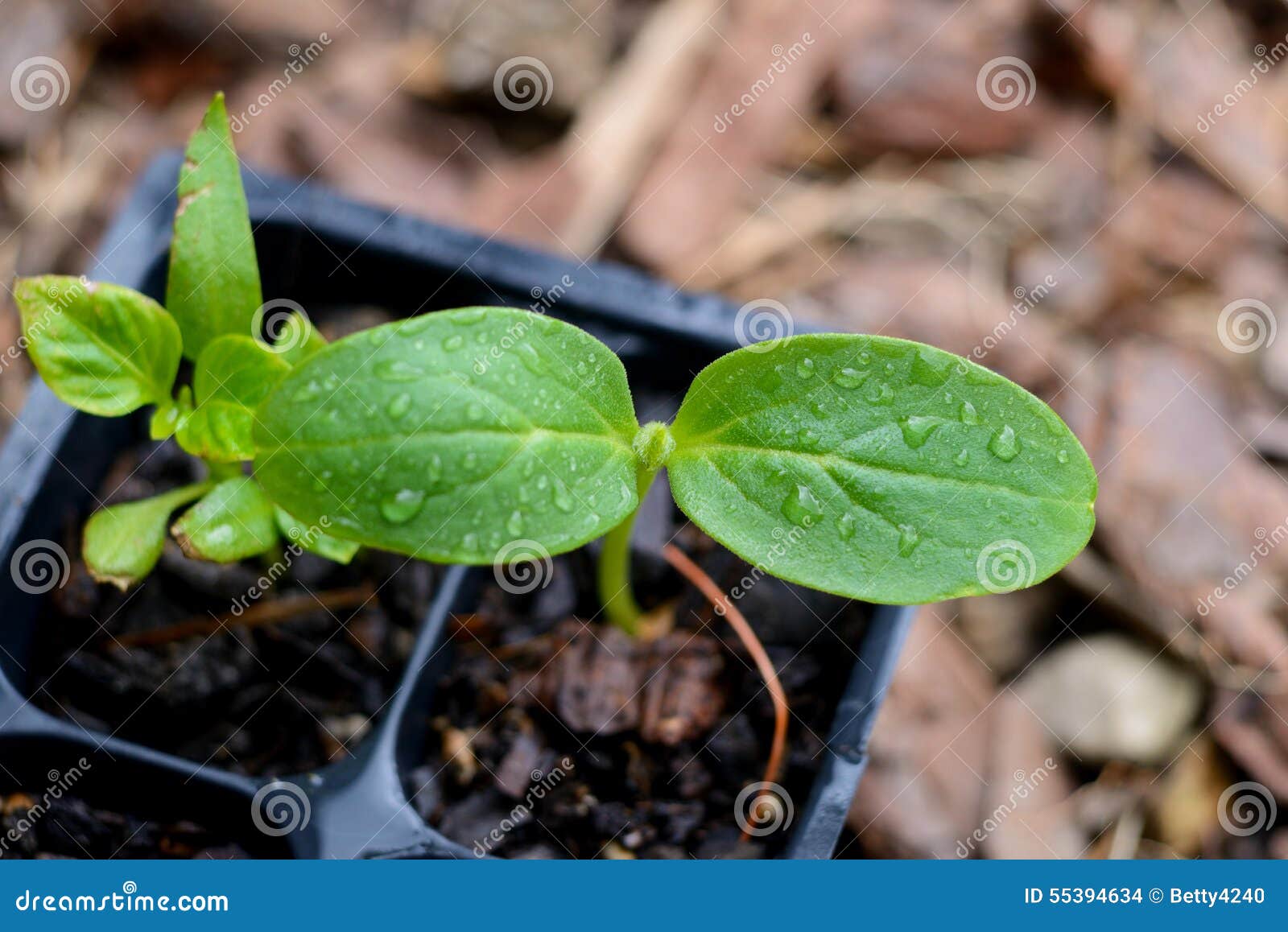 Small Green Plant Budding from Rich Soil. Stock Photo - Image of soil ...