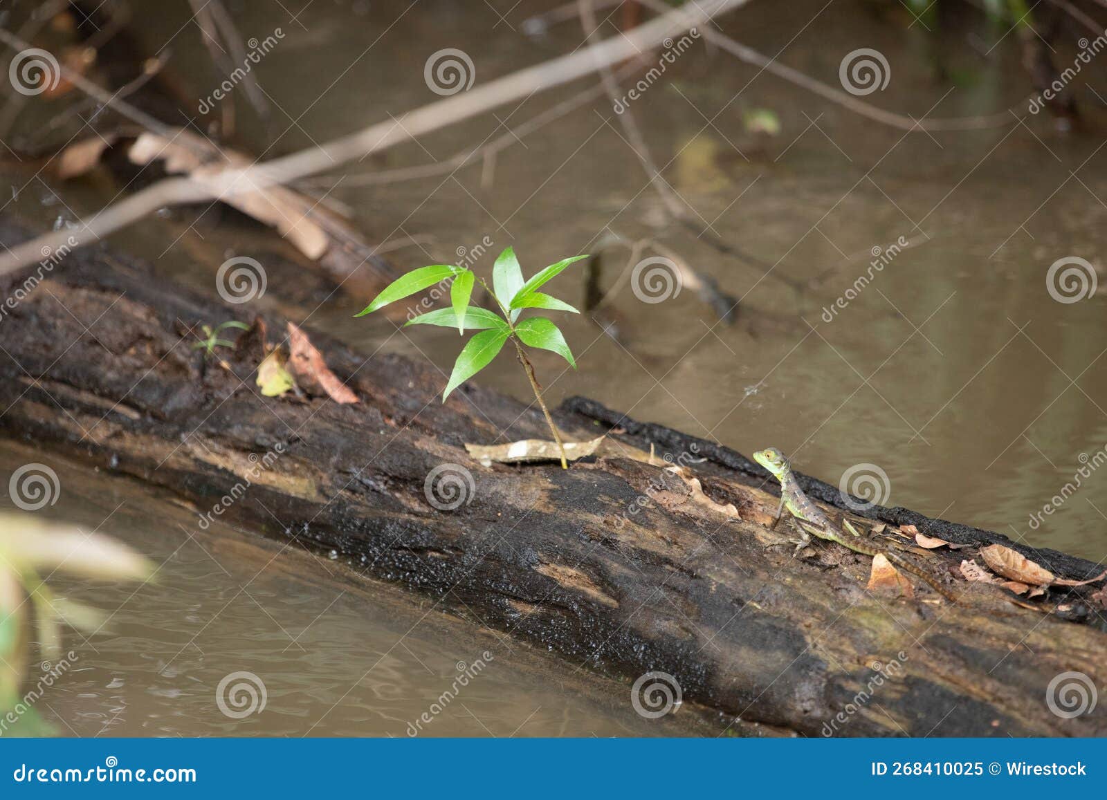 Small Green Plant Growing Out of the Mud on a Log in the FOREST Stock ...