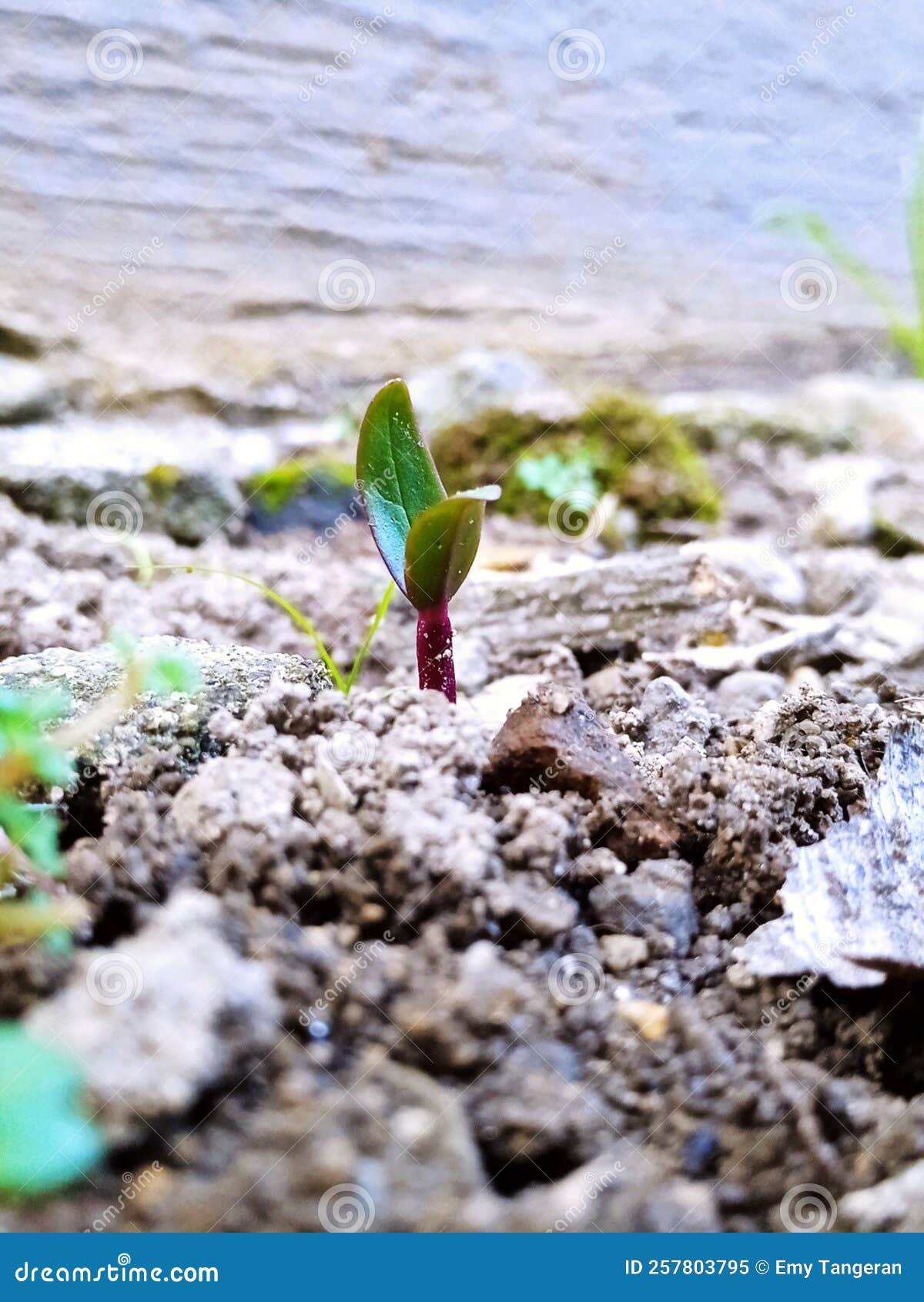 Small Green Plant with Green Leaves and Red Stems Stock Image - Image ...