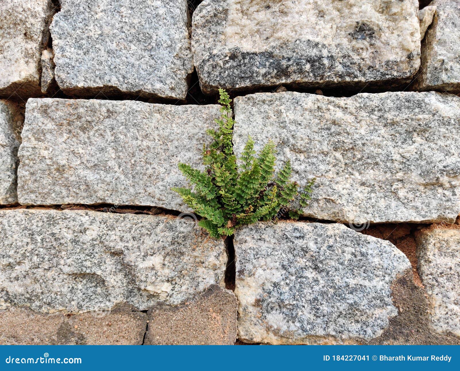Small Green Plant in between Rocks on a Rock Wall Stock Image - Image ...
