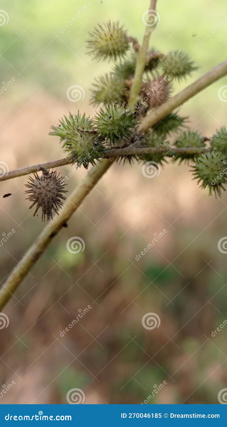 Small Green Plant Seeds with Thorns Stock Image - Image of evergreen ...