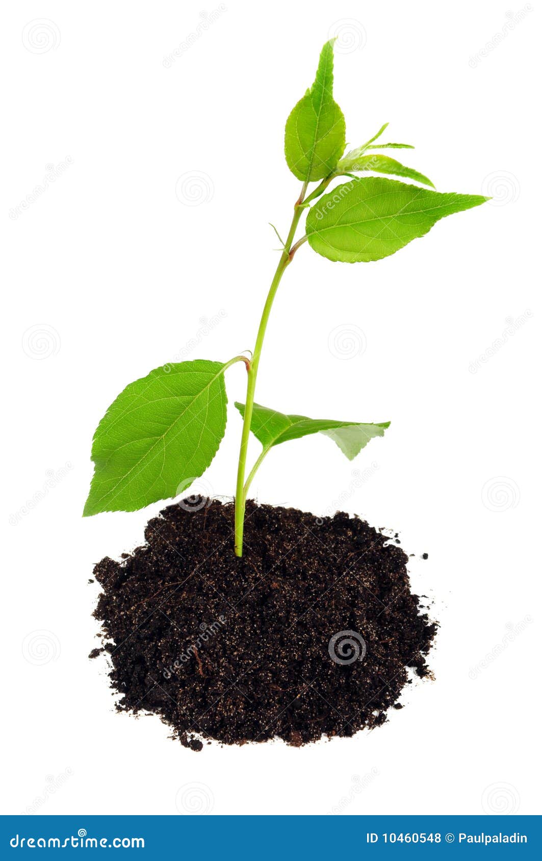 Small Green Plant with Soil Stock Photo - Image of idea, life: 10460548