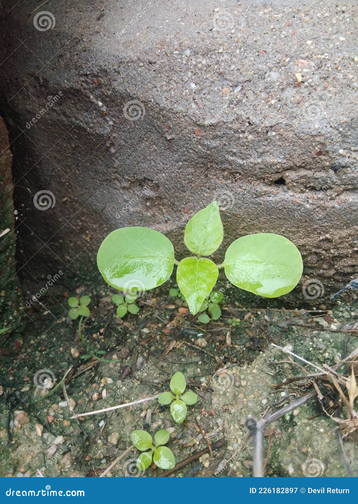Small Green Plant and Soils Stock Image - Image of plant, small: 226182897