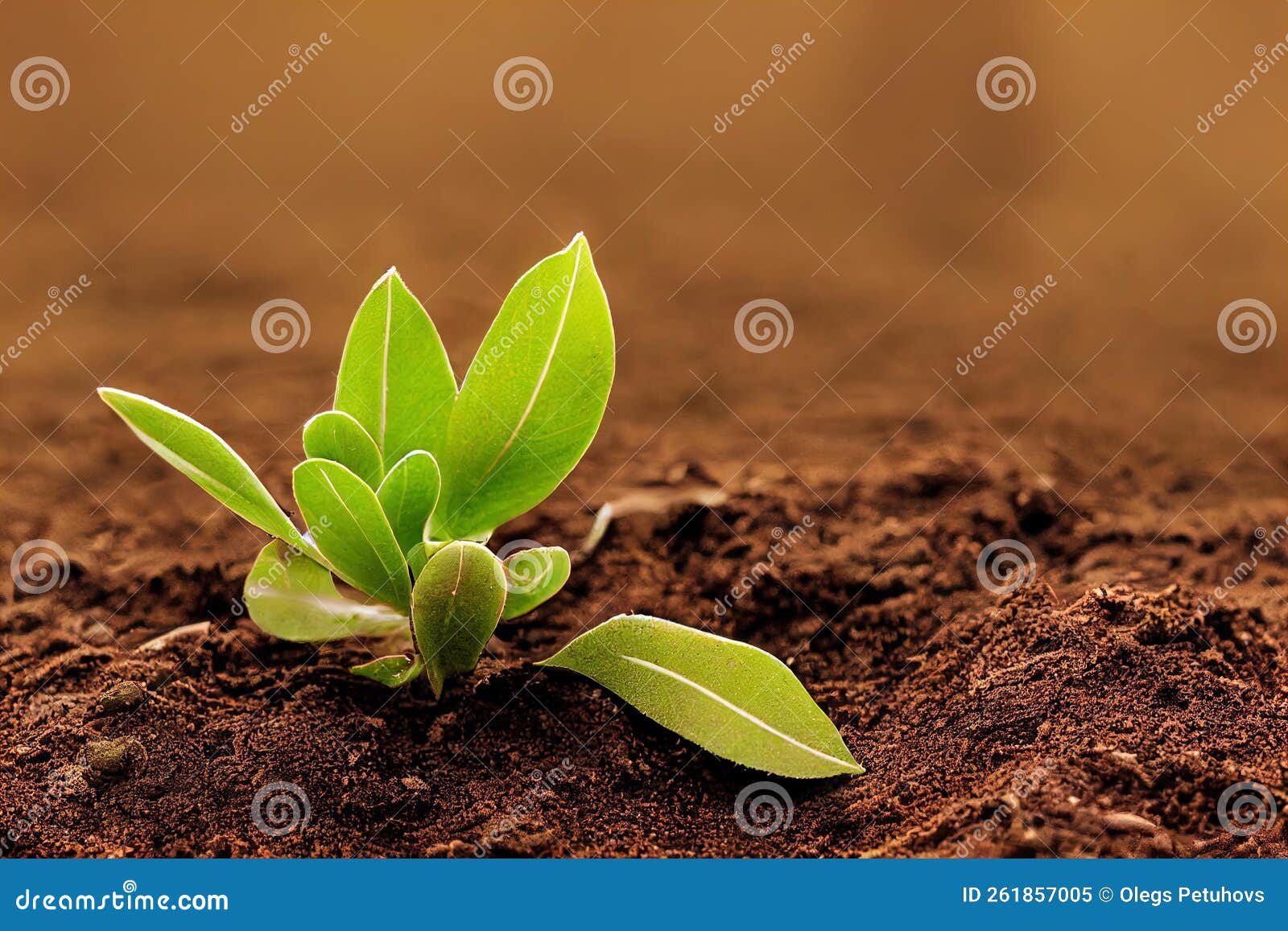 A Small Green Plant Sprouting Out of the Ground in Dirt and Dirt with a ...
