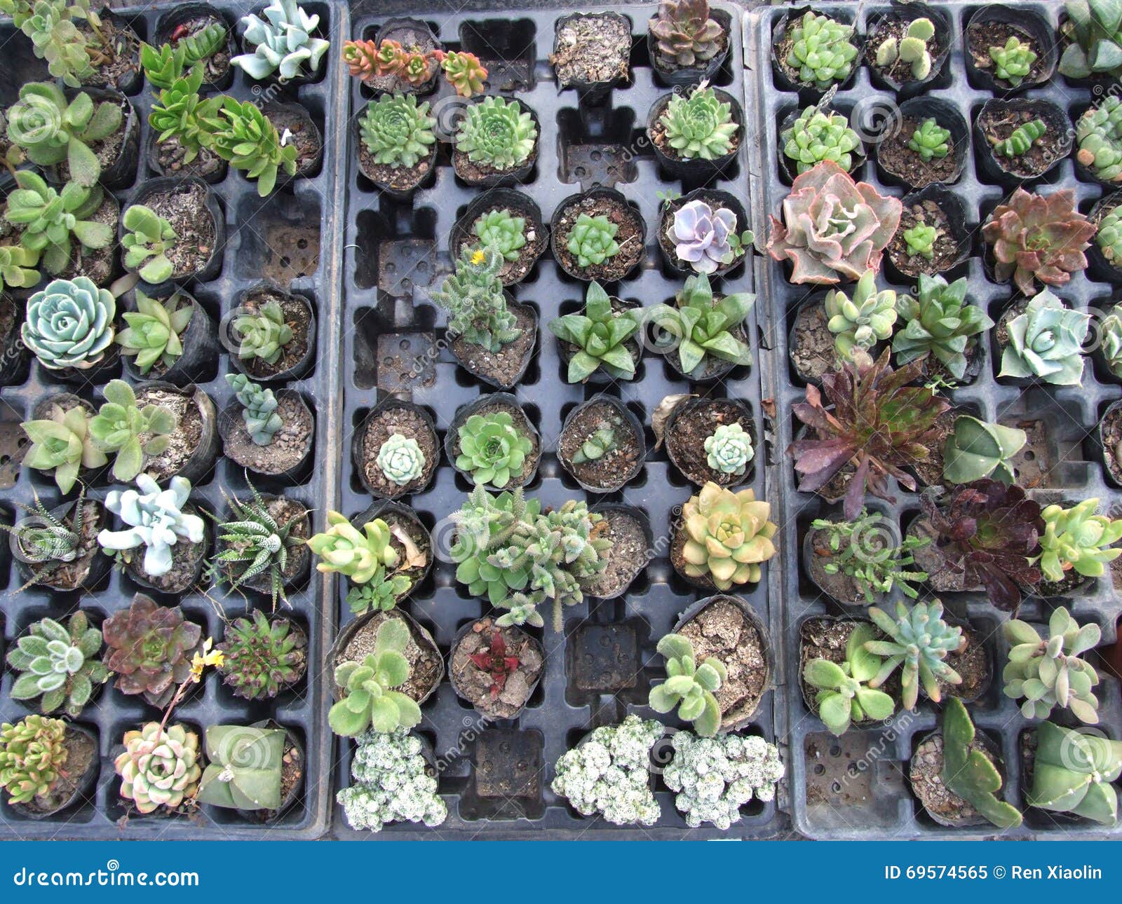 Small Green Plants of Different Shapes Stock Image - Image of small ...