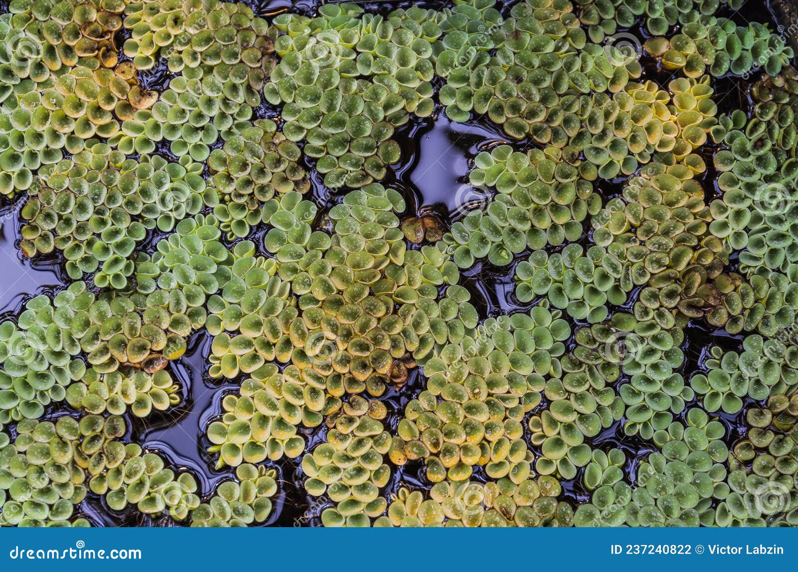 Small Green Plants Float on the Water Stock Photo - Image of closeup ...