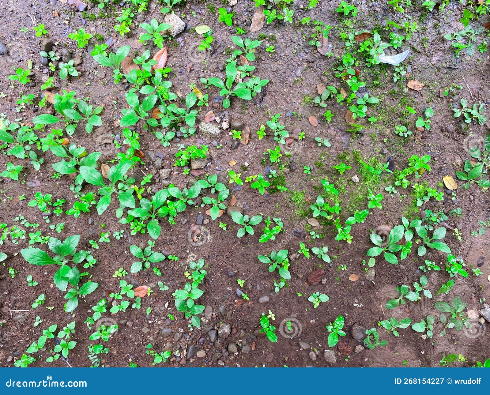 Small Green Plants Growing on the Ground or Wet Soil Stock Image ...