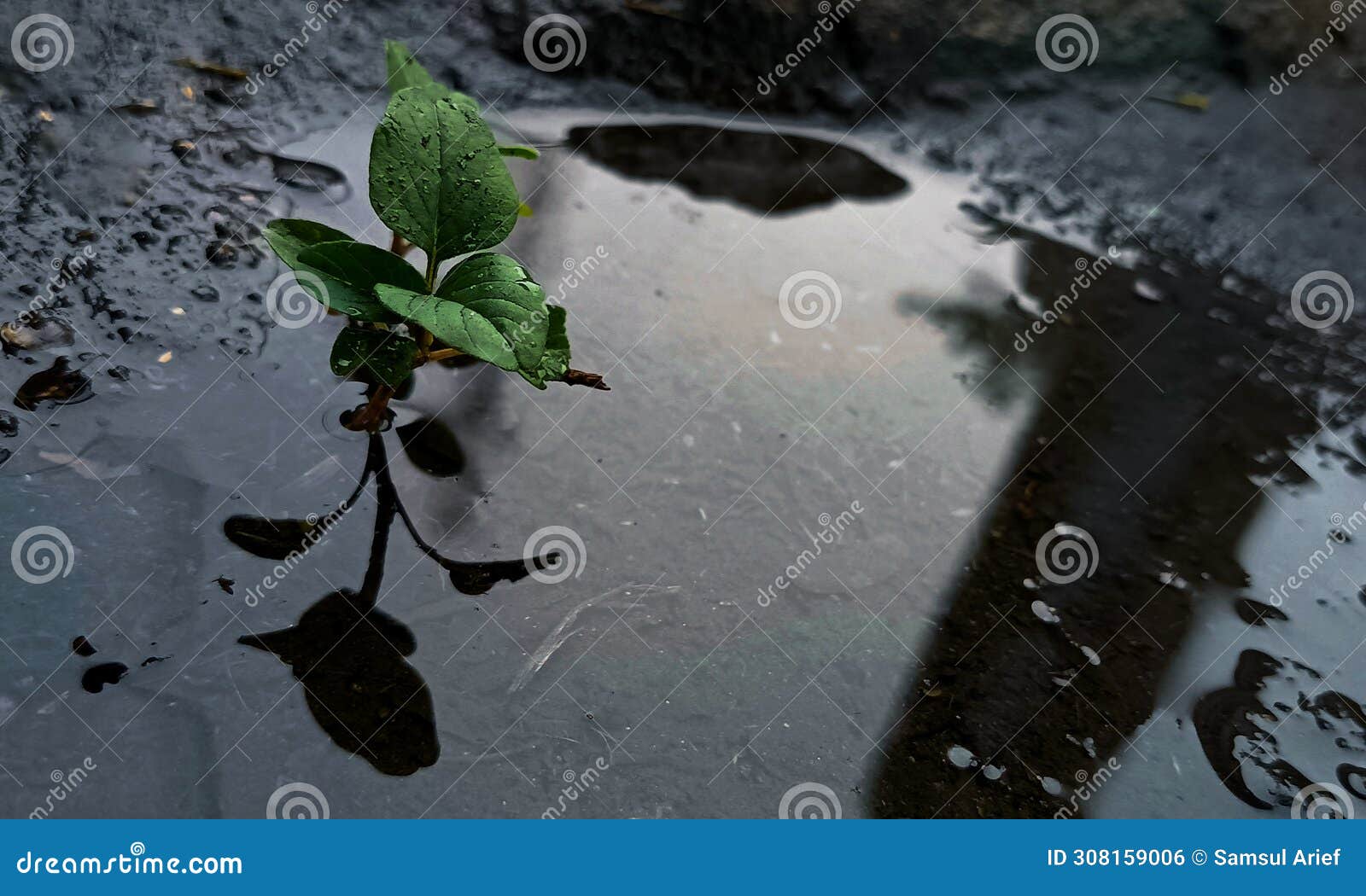 Small Green Plants Growing in Puddles of Water Stock Photo - Image of ...