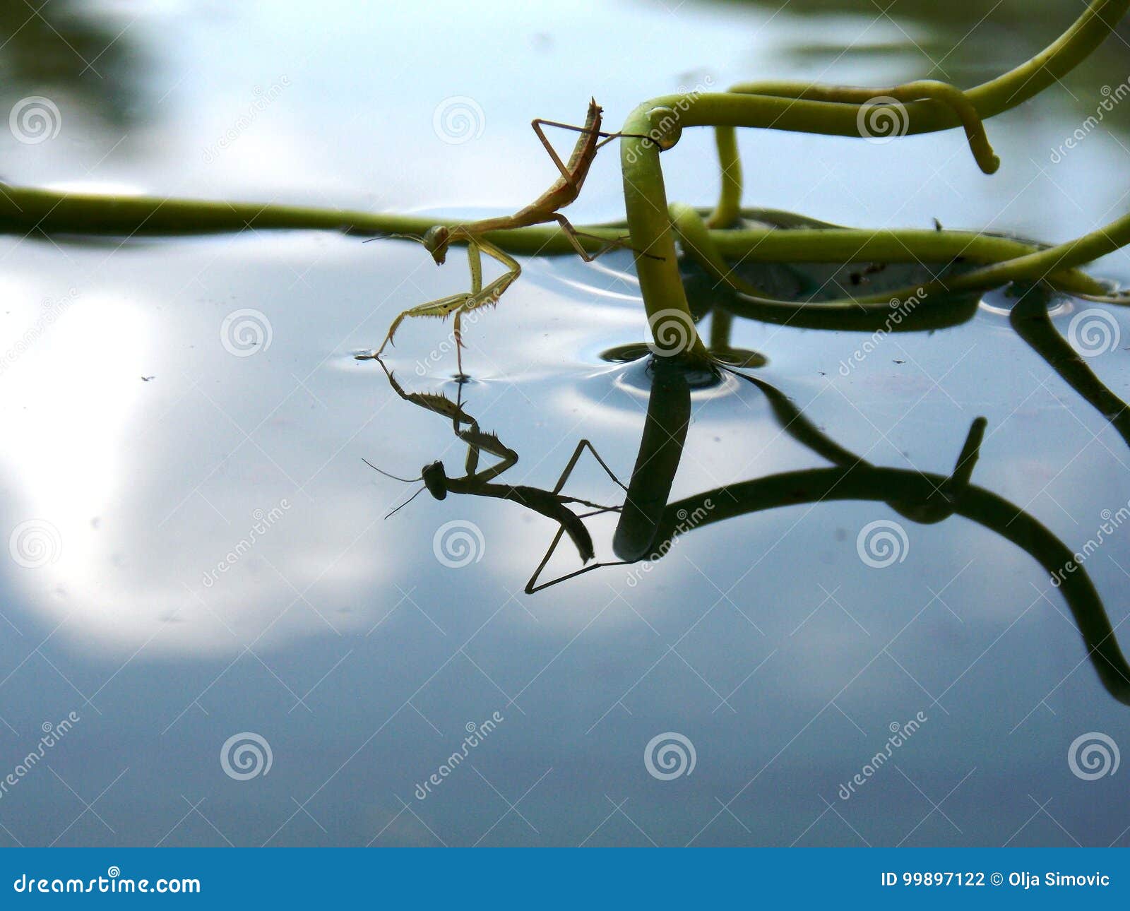 Mantis stock photo. Image of nature, little, color, reflection - 99897122