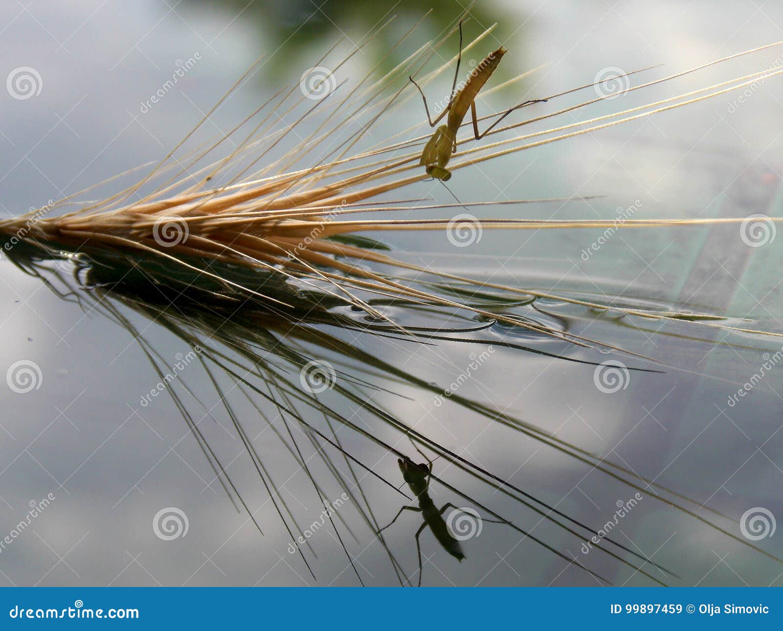 Mantis stock image. Image of small, leaf, water, little - 99897459