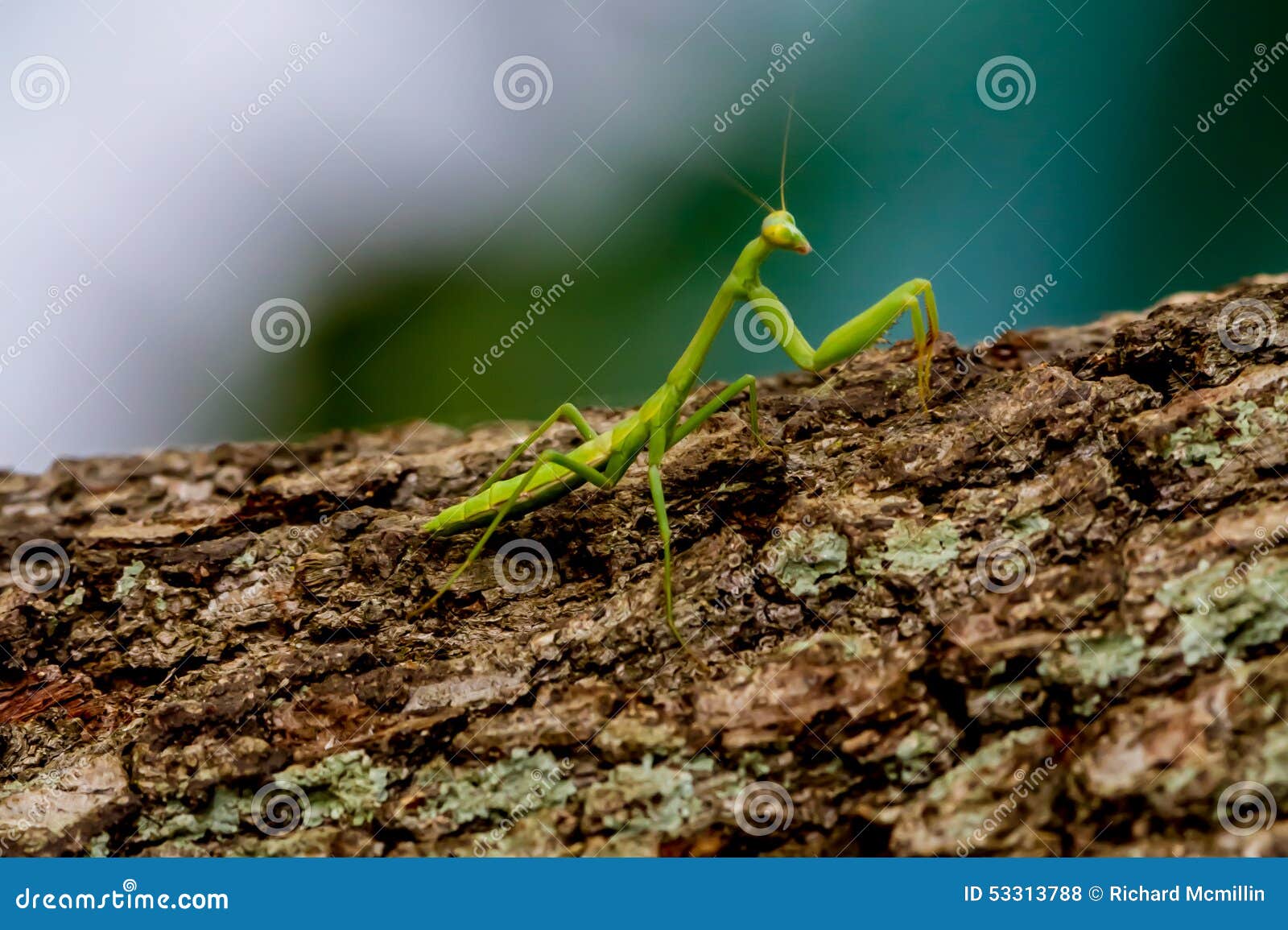 A Small Green Praying Mantis Perched on Bark Stock Photo - Image of ...