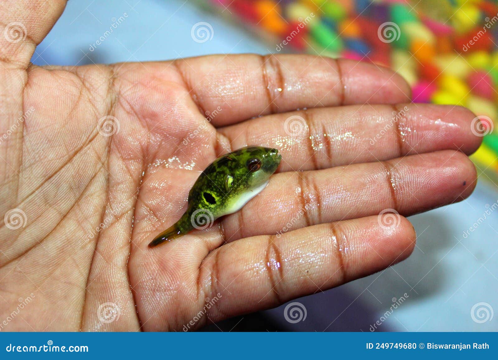 Dwarf Puffer Fish Puffed Up