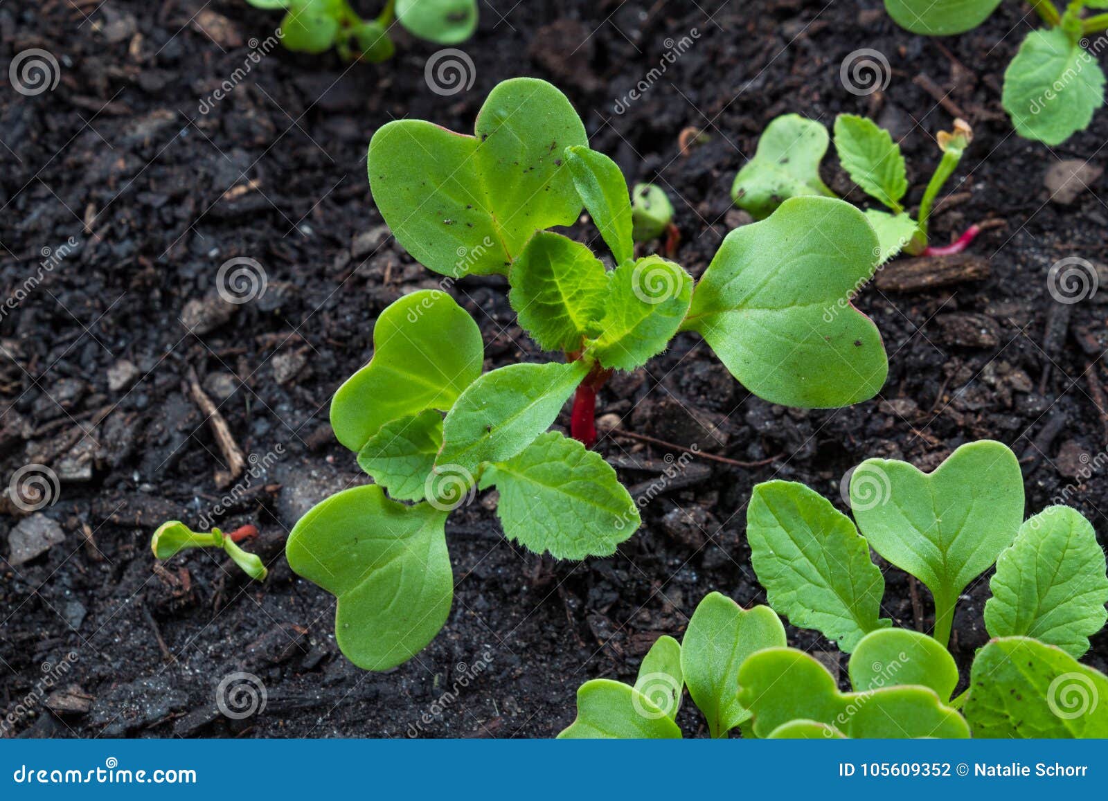 Small Green and Red Radish Sprouts in Organic Growing Medium Stock ...