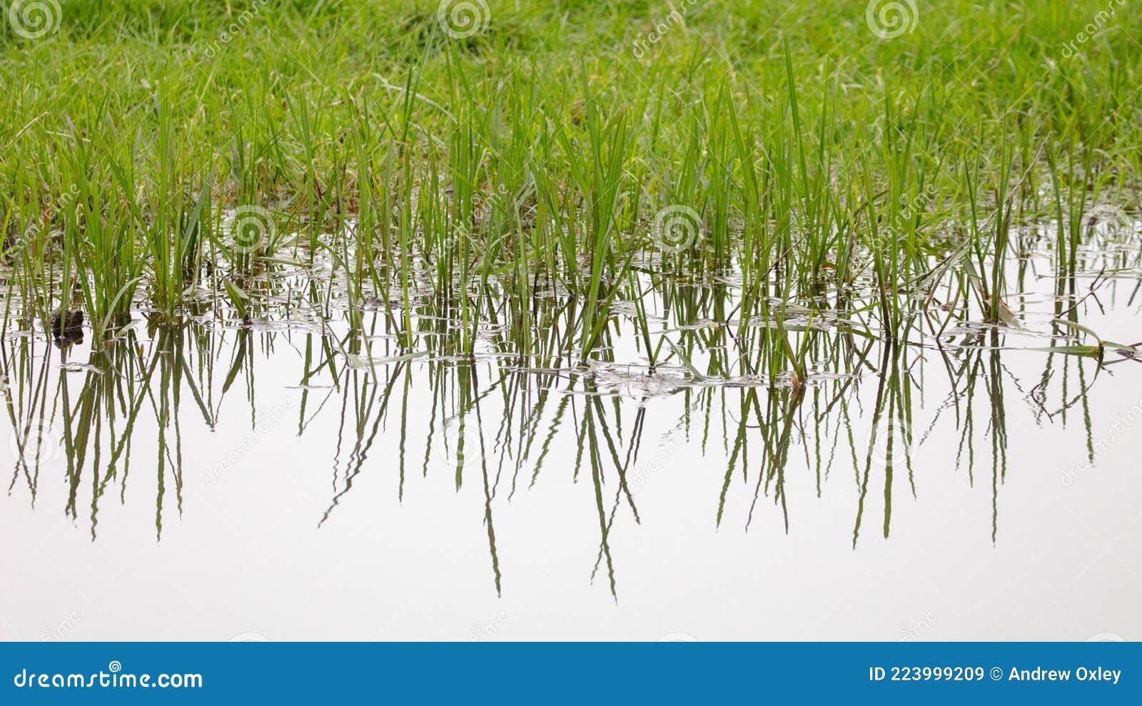 Small Green Reeds Growing at the Waters Edge Stock Image - Image of ...