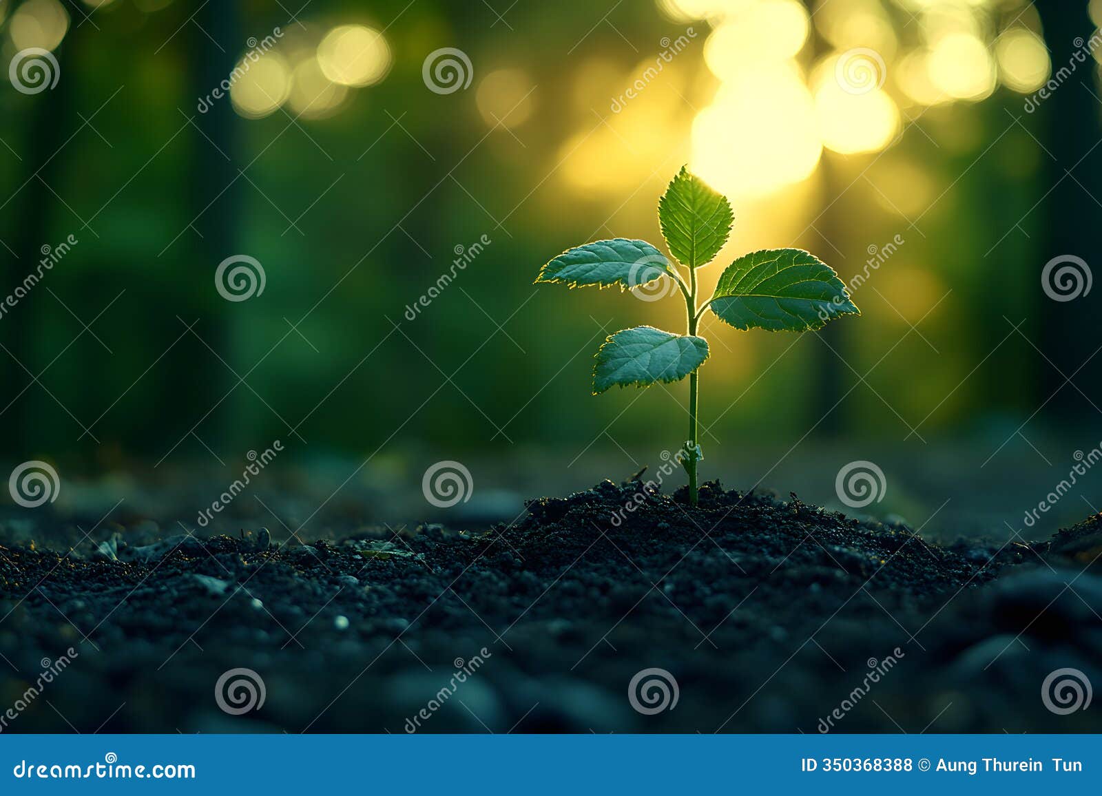 A Small, Green Sapling Emerging from Rich, Dark Soil, Concept of Growth ...