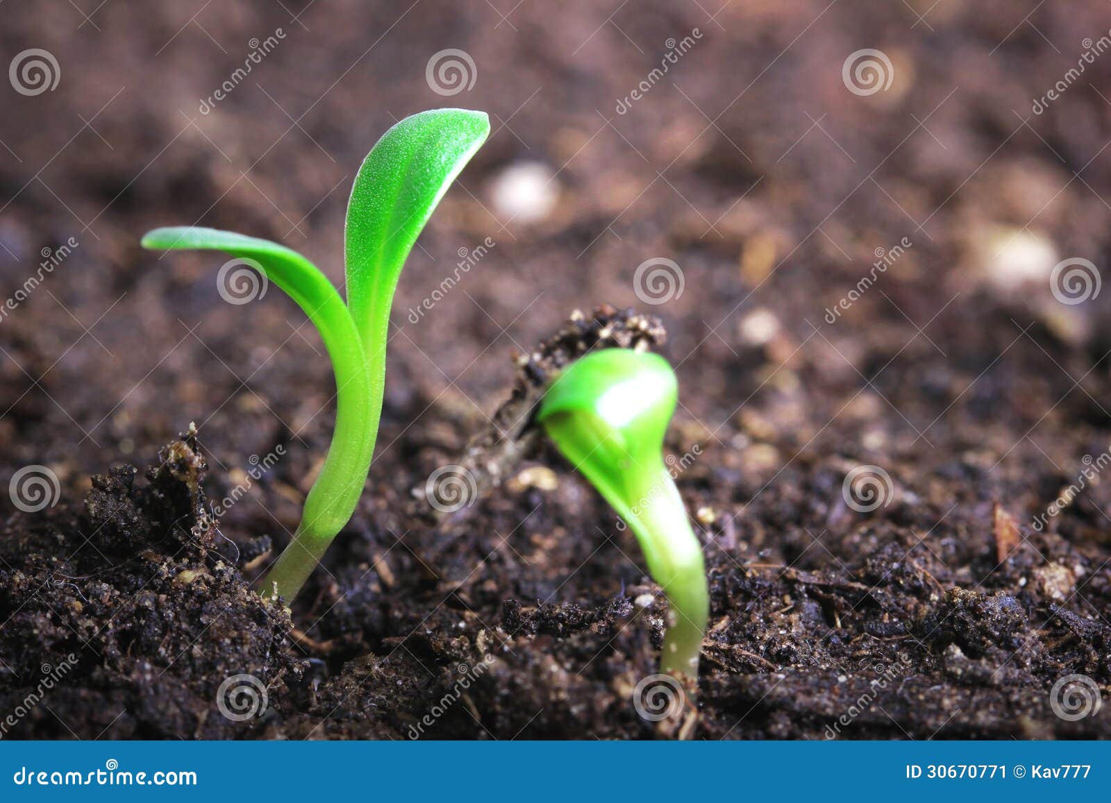 Small green seedling stock image. Image of green, cultivation - 30670771