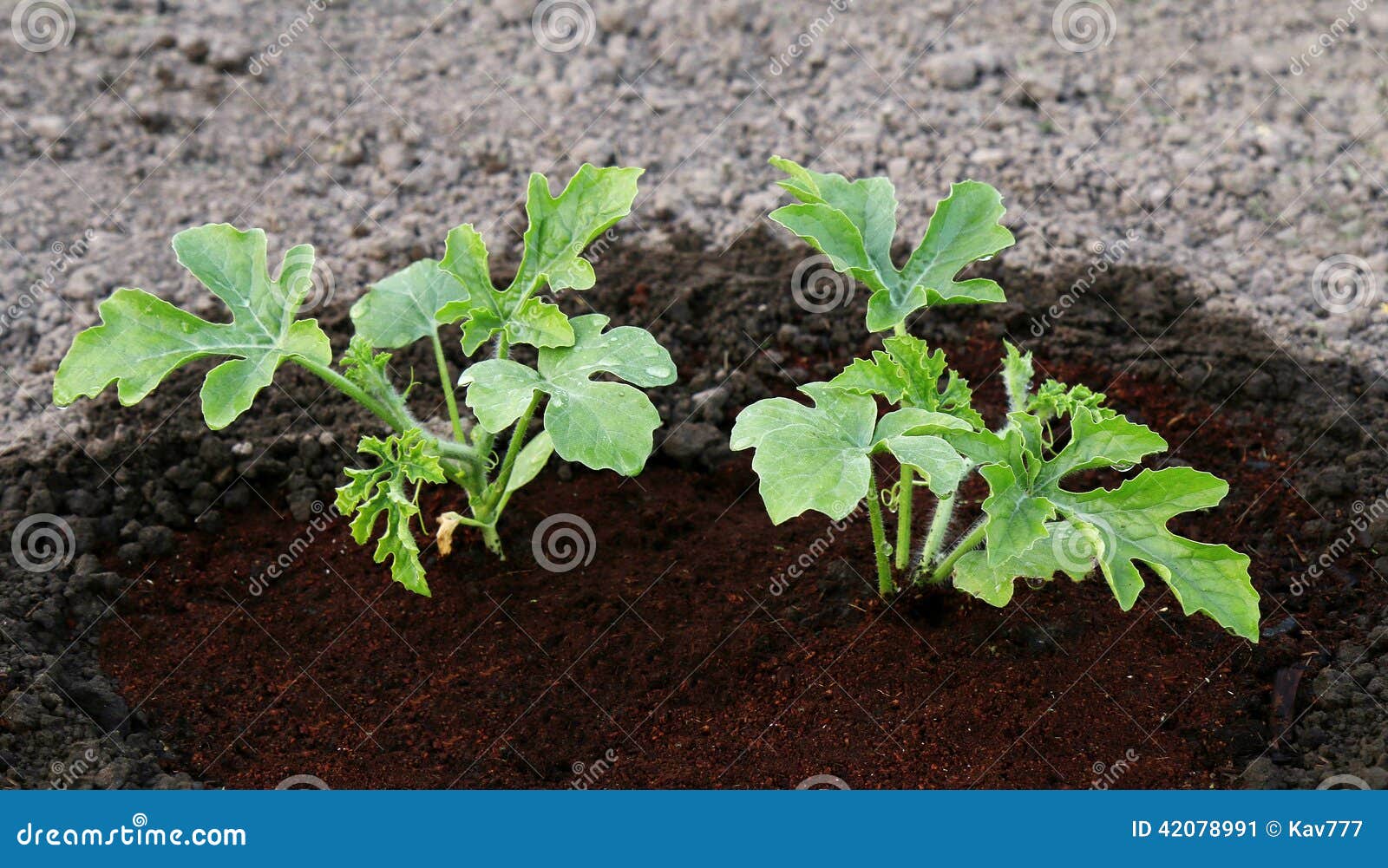 Small Green Seedling in the Ground Stock Image - Image of melon, light ...