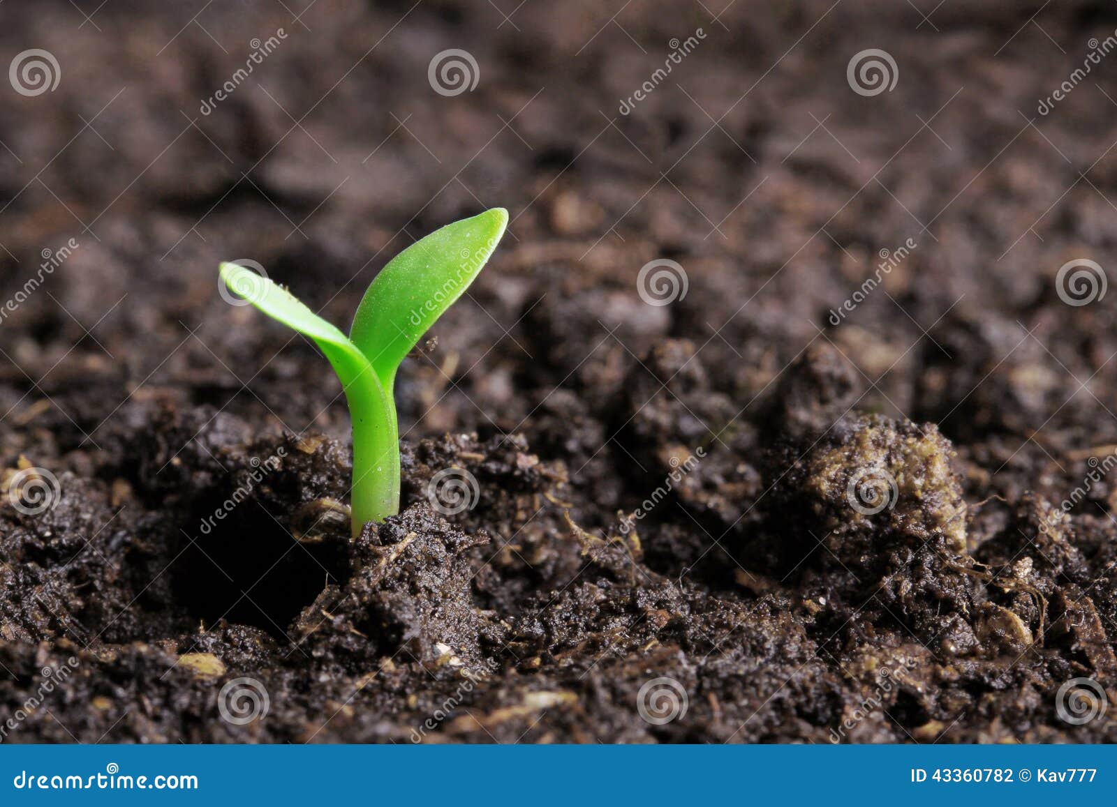 Small green seedling stock photo. Image of brown, cucumber - 43360782