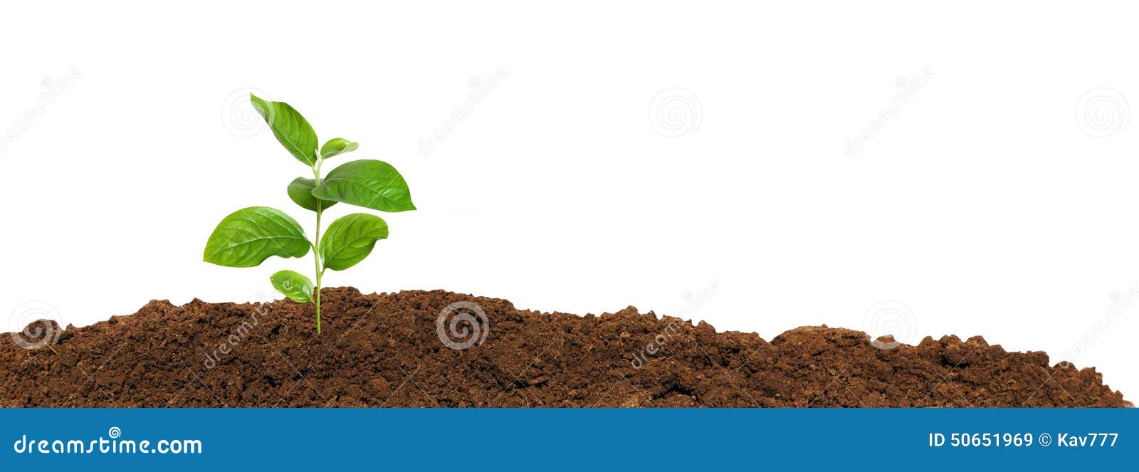 Small Green Seedling in the Ground, Isolated Stock Image - Image of ...