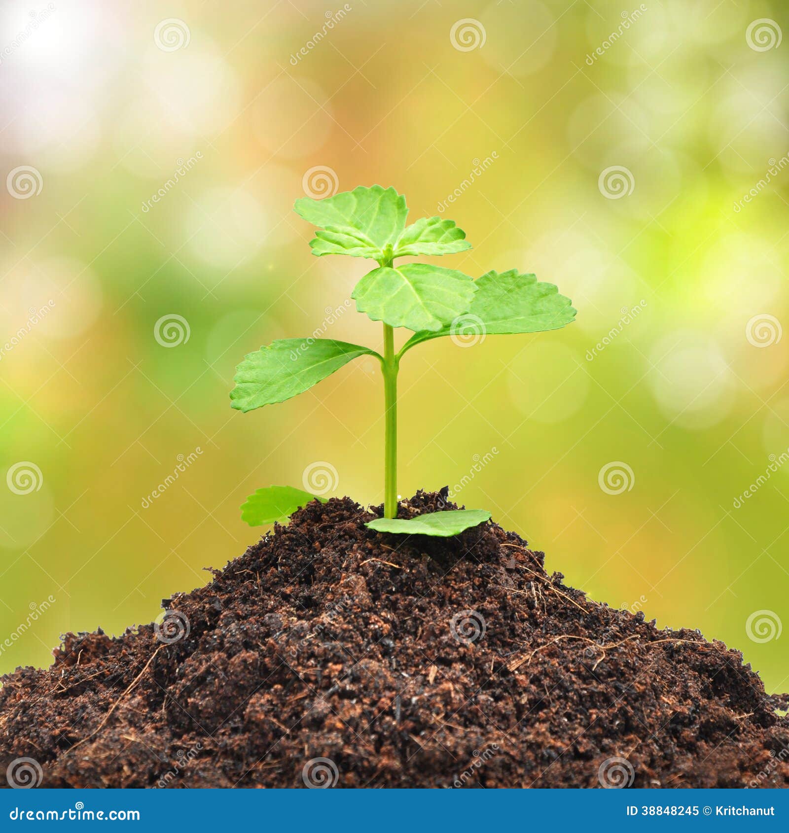 Small Green Seedling Growing from Soil Stock Image - Image of nature ...