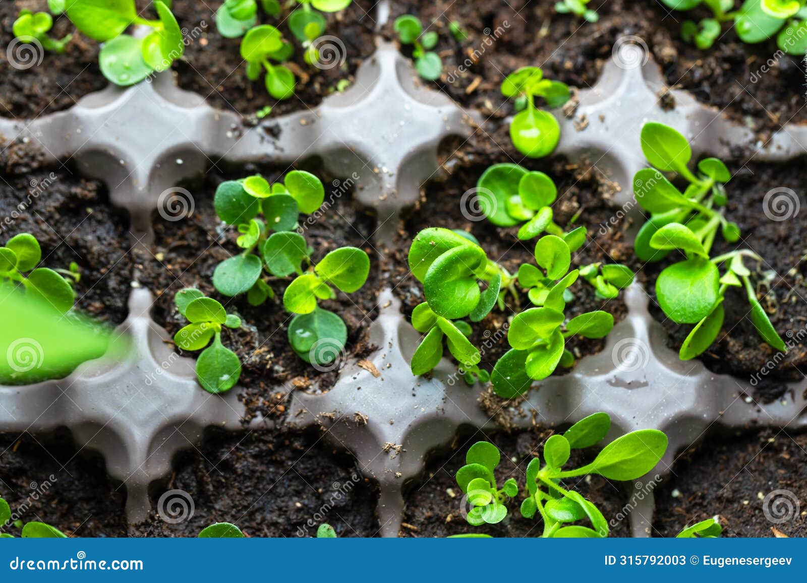 Green Seedling Sprouts Grow in Plastic Pots, Top View Stock Image ...