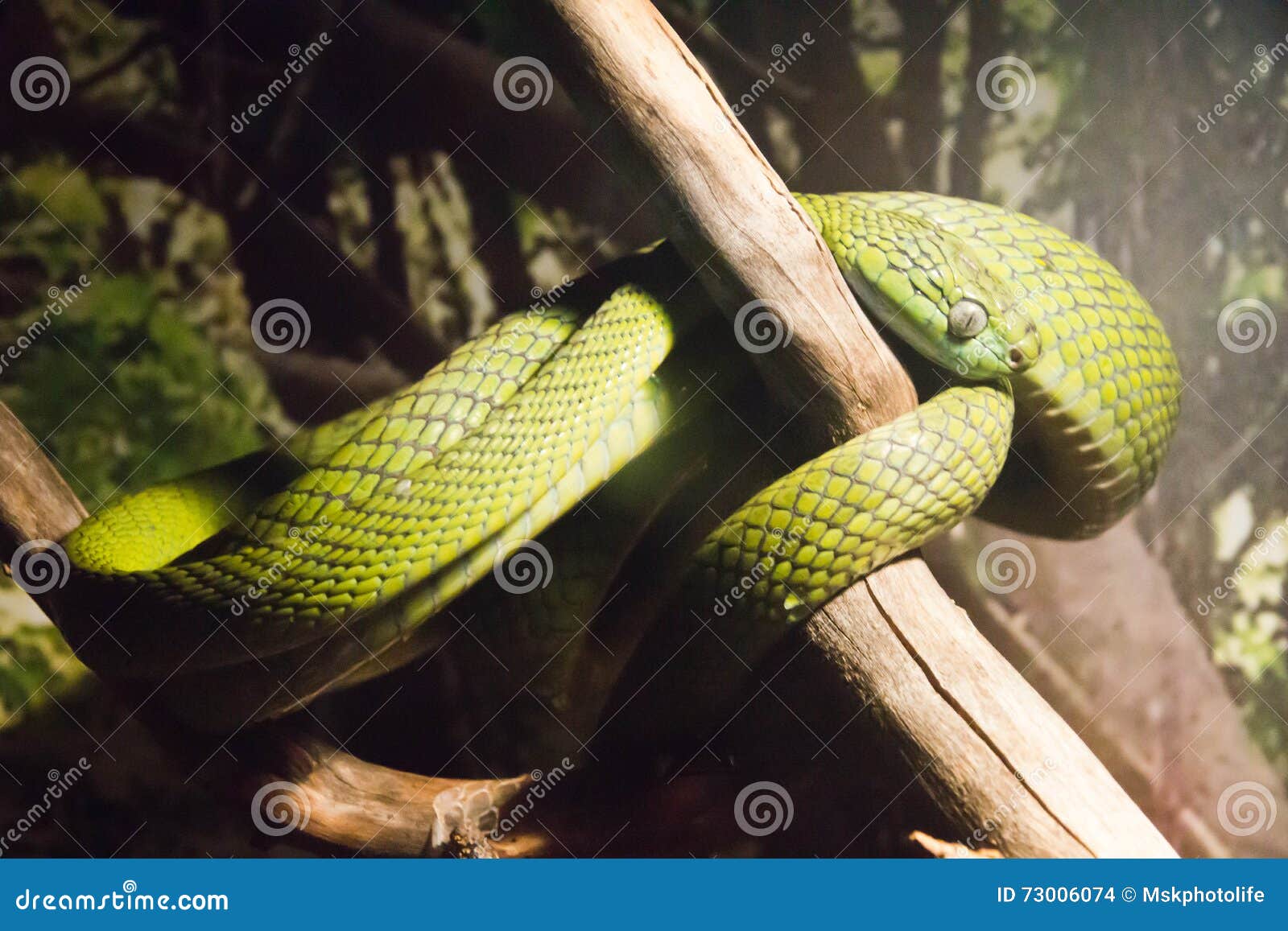 Small Green Snake on a Tree Stock Photo - Image of summer, trip: 73006074