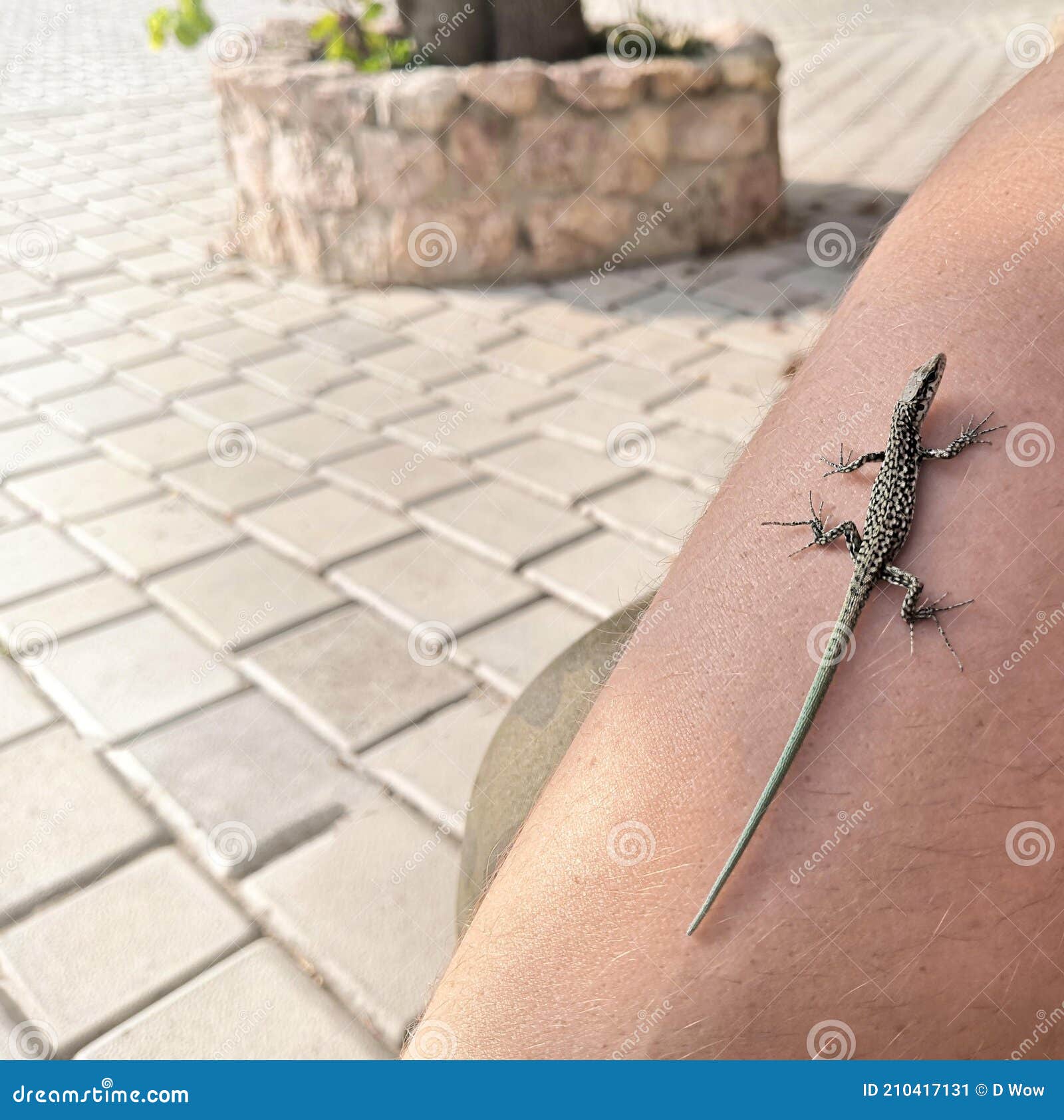 Small Green Spotted Lizard on Man Hand. Stock Image - Image of biology ...