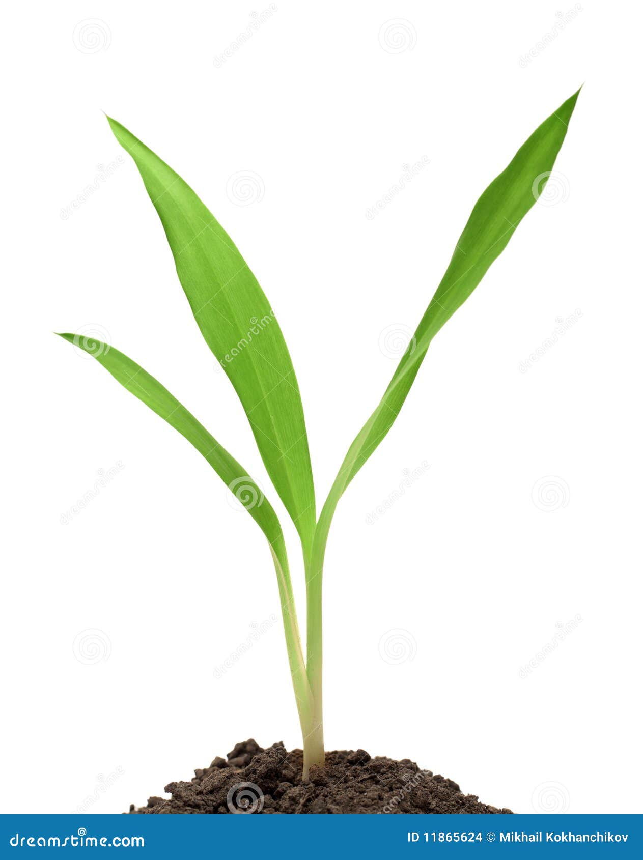 Small green sprout stock photo. Image of botanical, life - 11865624