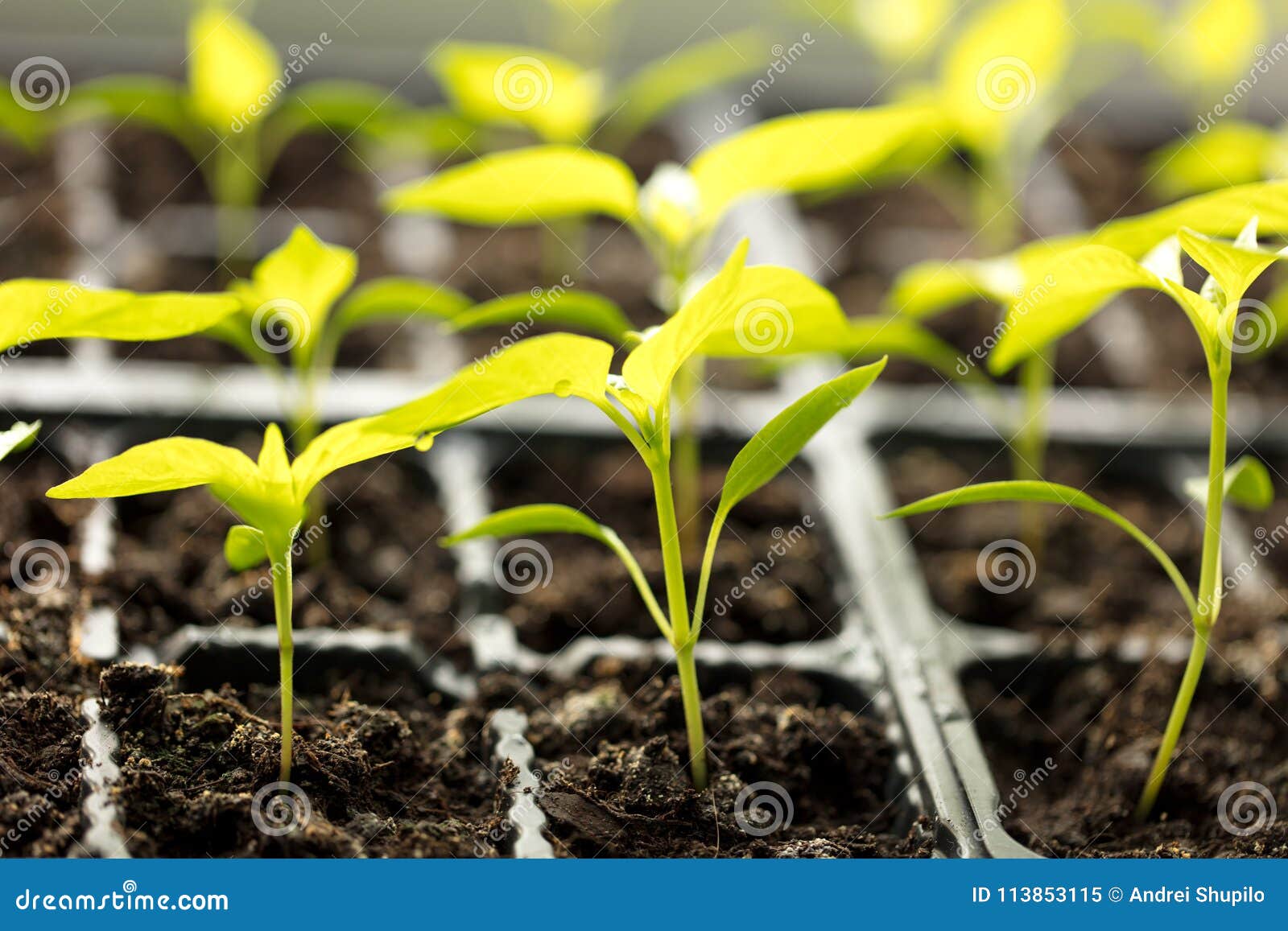 A Small Green Sprout in the Ground Stock Image - Image of small, growth ...