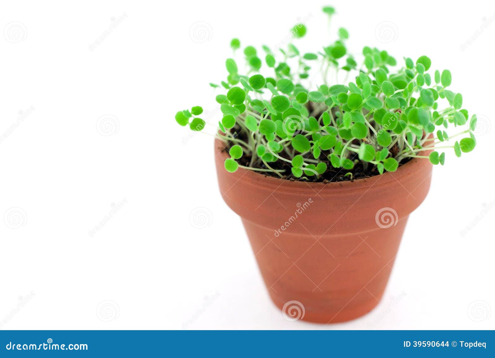 Small Green Sprouts in Ceramic Pot Stock Photo - Image of herb, flower ...