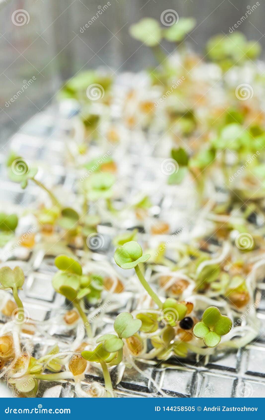 Small Green Sprouts without Soil Stock Image - Image of life, leaf ...