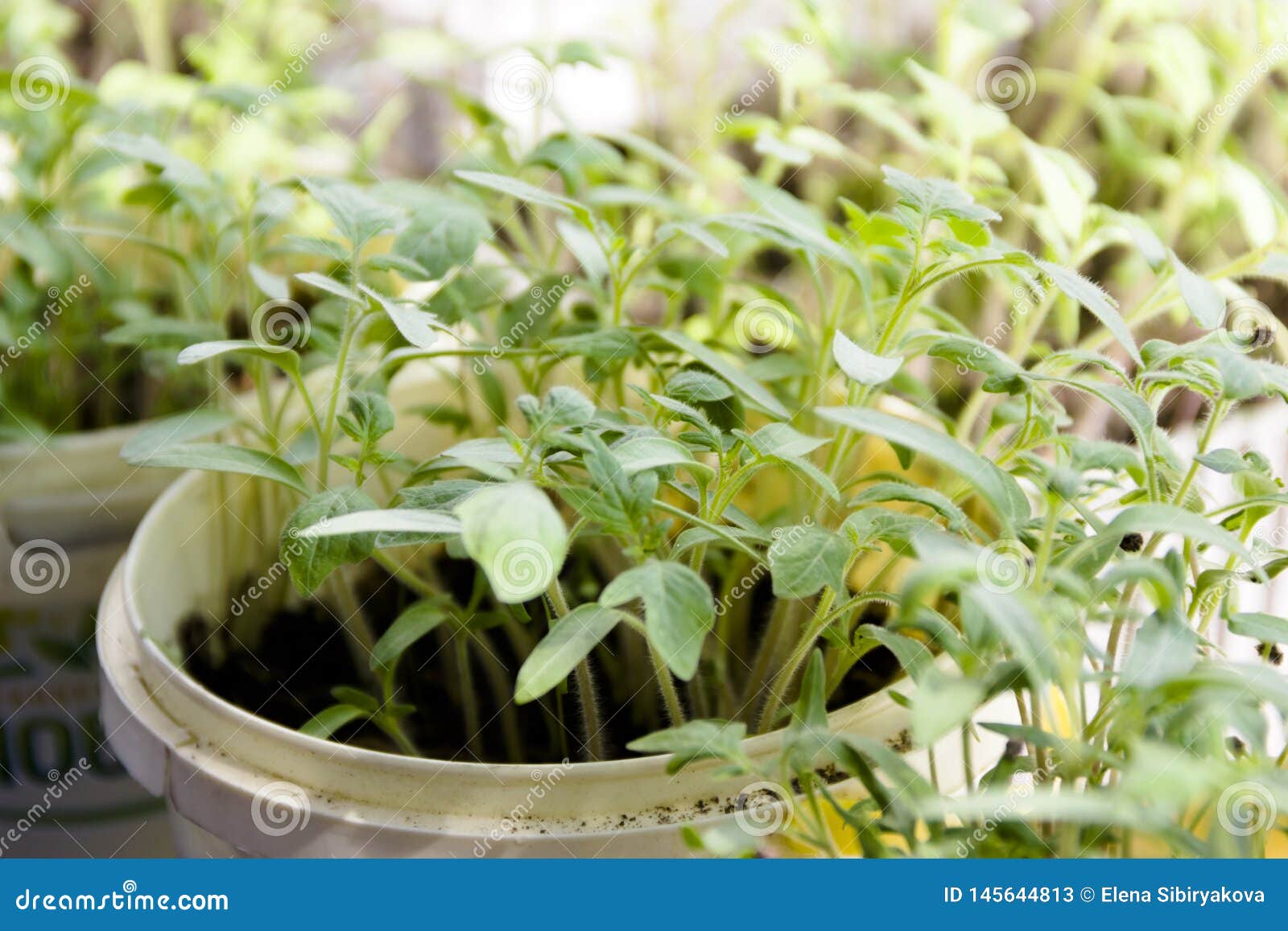 Small Green Sprouts of Tomato Seedlings Stock Image - Image of nature ...
