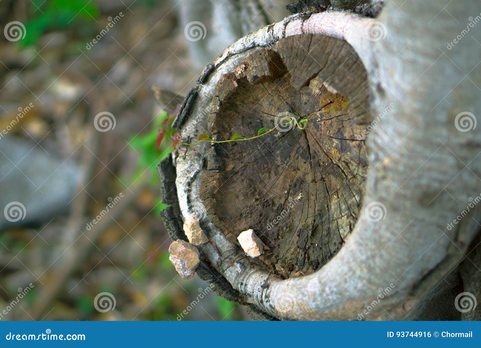A Small Green Spruce Grew through the Rotten Tree. Stock Photo - Image ...
