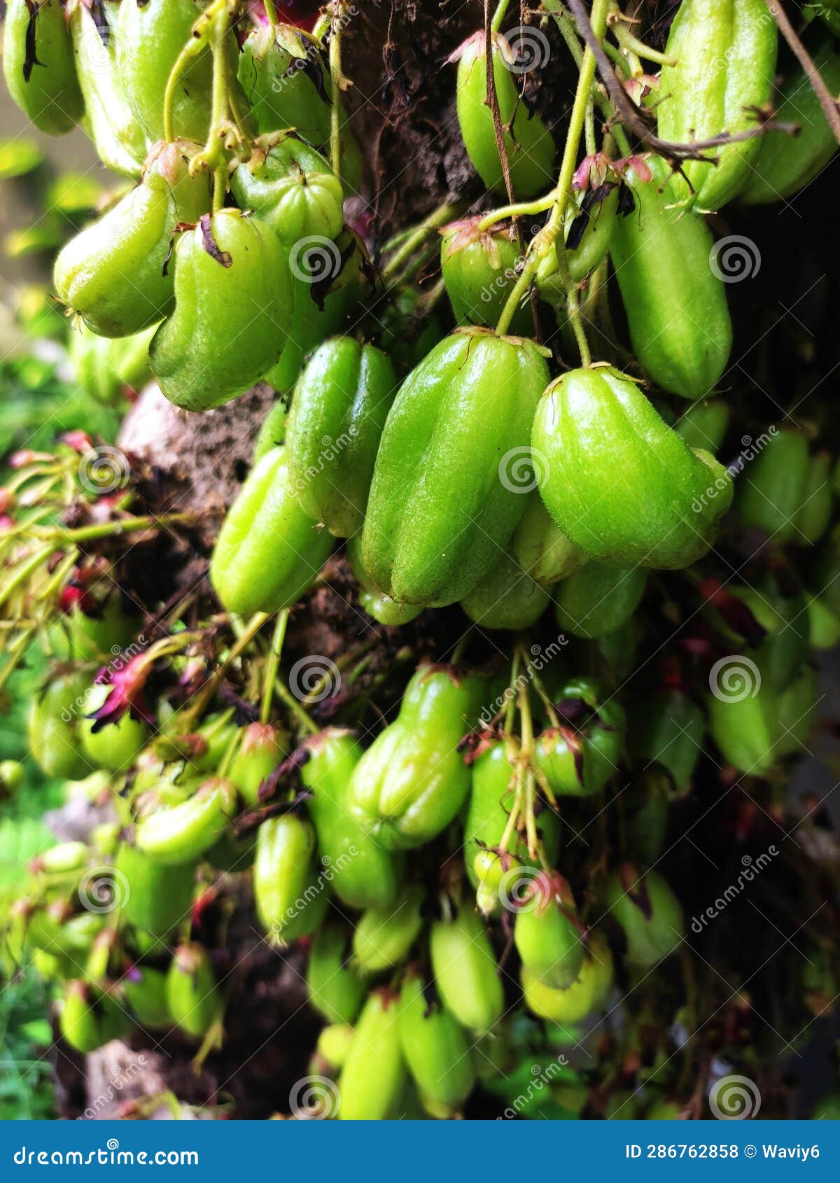 Small green starfruit stock photo. Image of starfruit - 286762858