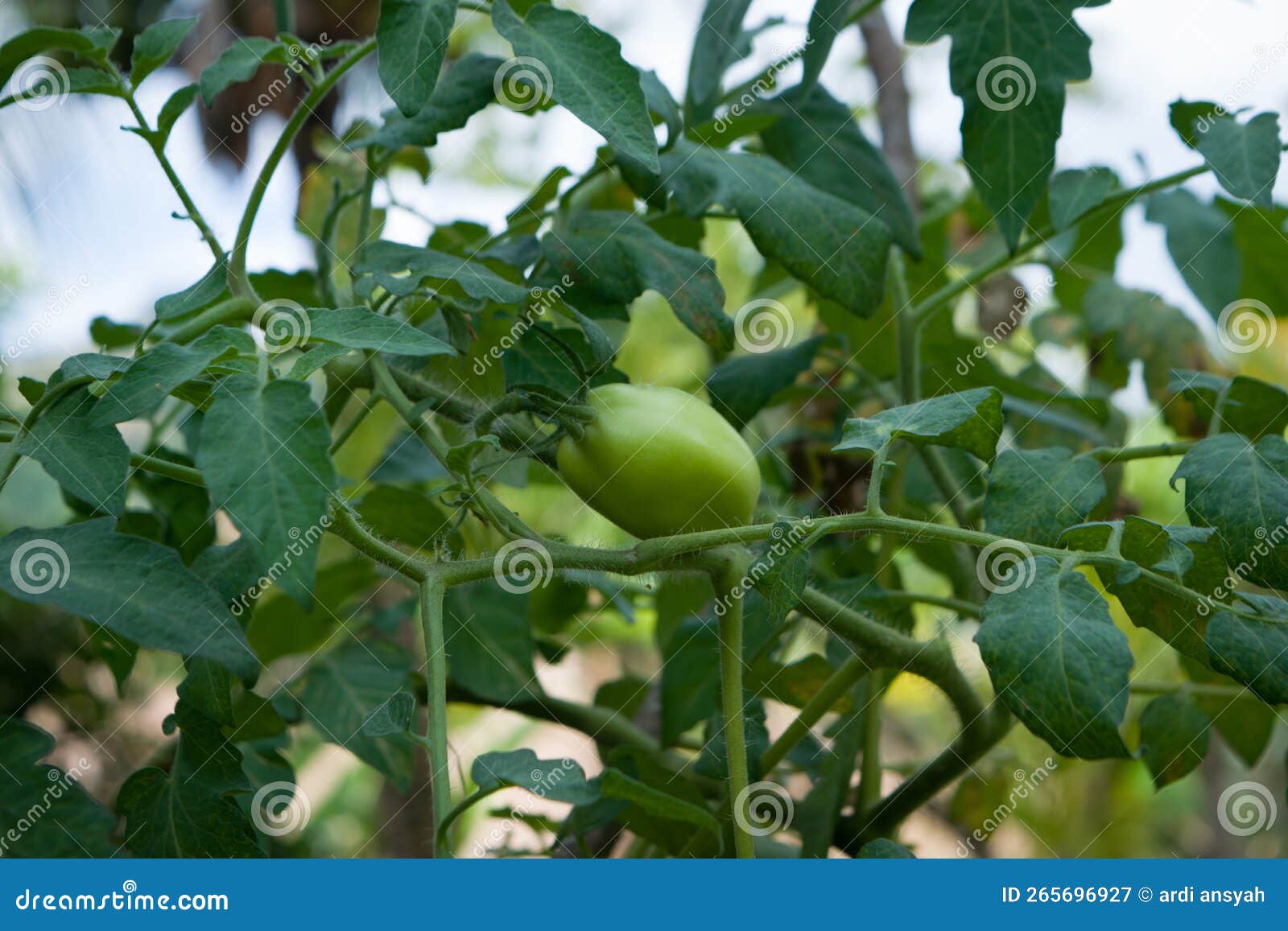 Small Green Tomato on the Tree, Tomato Tree with Alot of Leaf, at Back ...