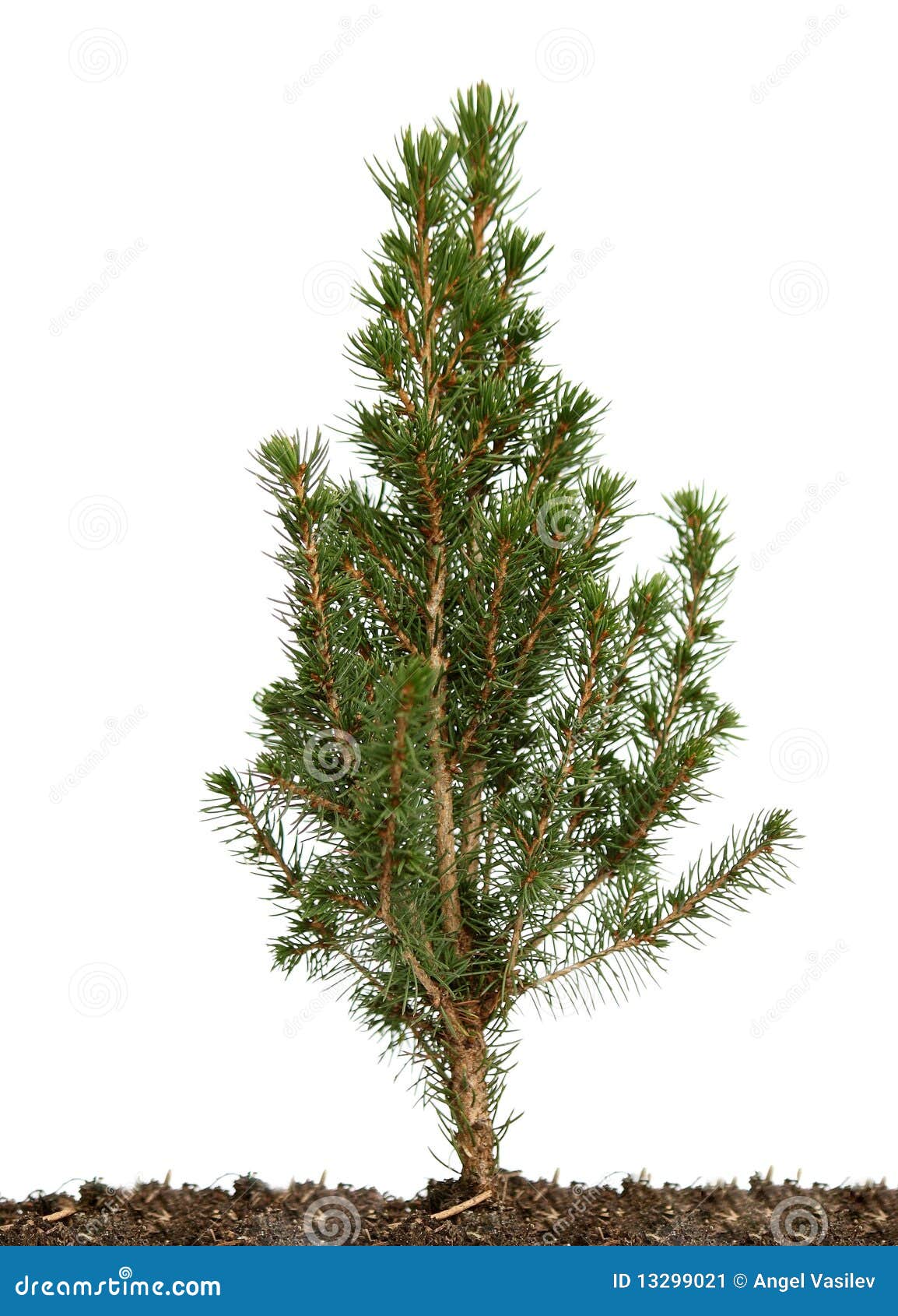 Small Green Tree Stock Image Image Of Concept Love 13299021