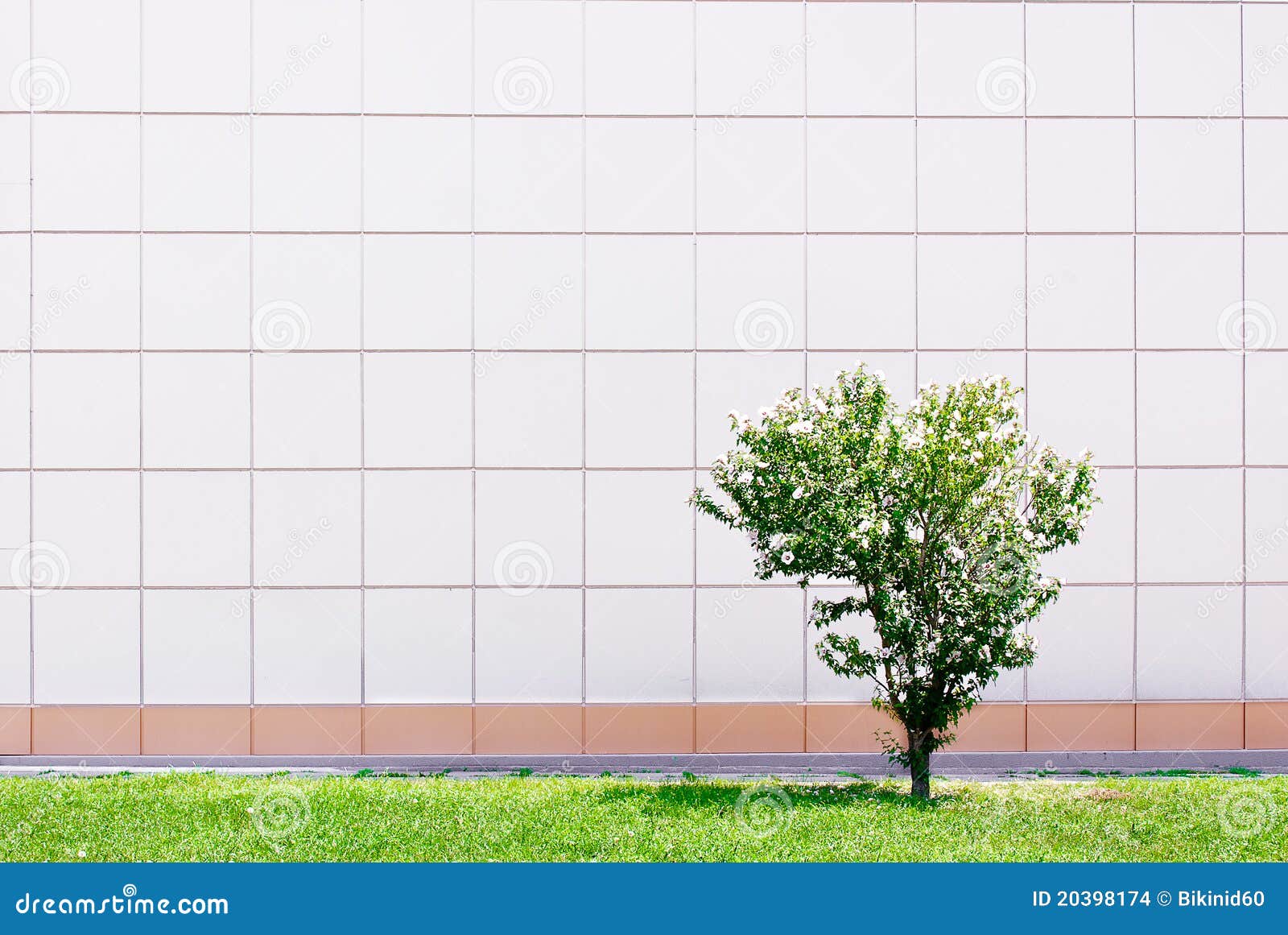 Small green tree stock photo. Image of environment, ecology - 20398174