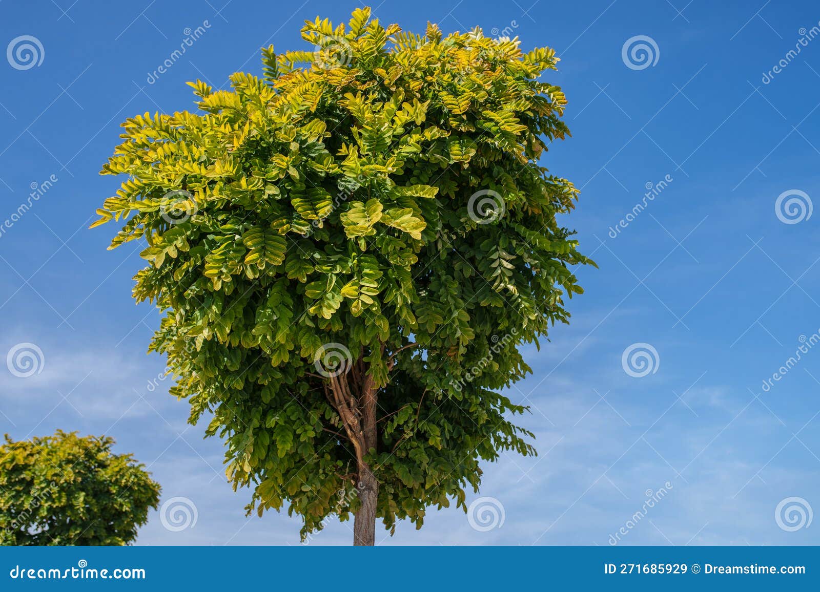 Small green tree stock image. Image of tree, green, leaves - 271685929
