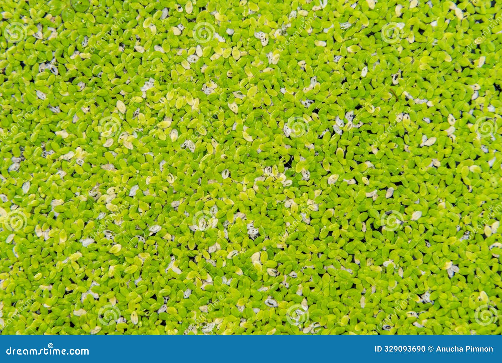 Small Green Tree Densely Covered these are Duckweed. Which is a Group ...