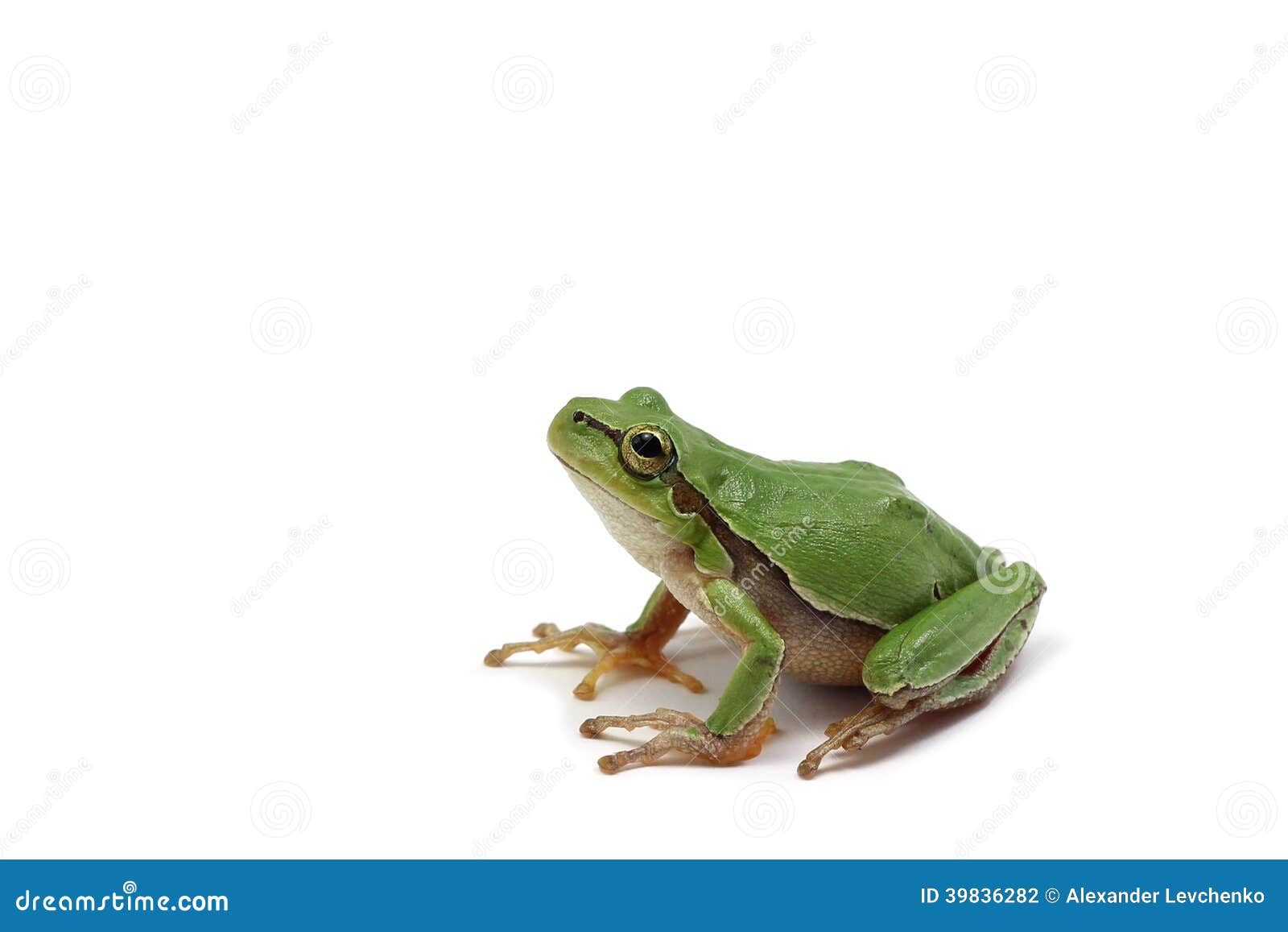 Small green tree frog stock photo. Image of amphibian - 39836282