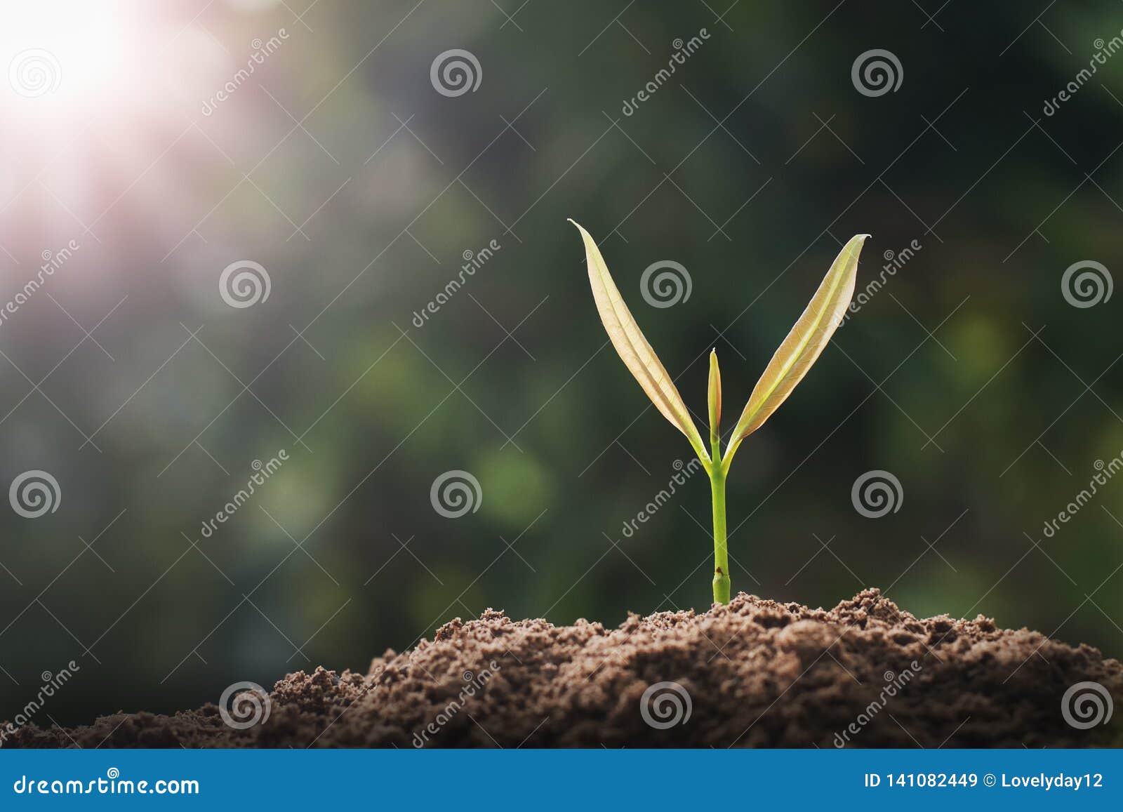 Small Green Tree Growing in Garden with Sunlight. Eco Stock Image ...