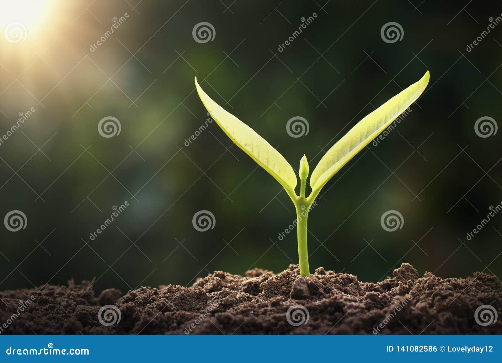 Small Green Tree Growing in Garden with Sunlight. Eco Stock Photo ...