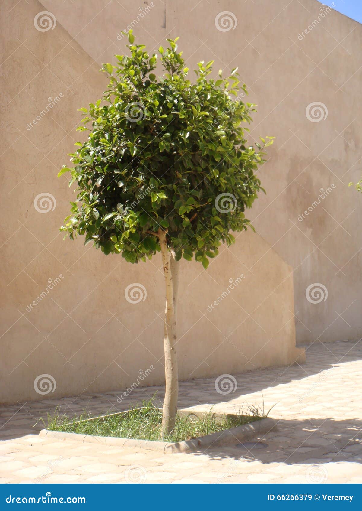 Small green tree stock image. Image of drawing, growth - 66266379