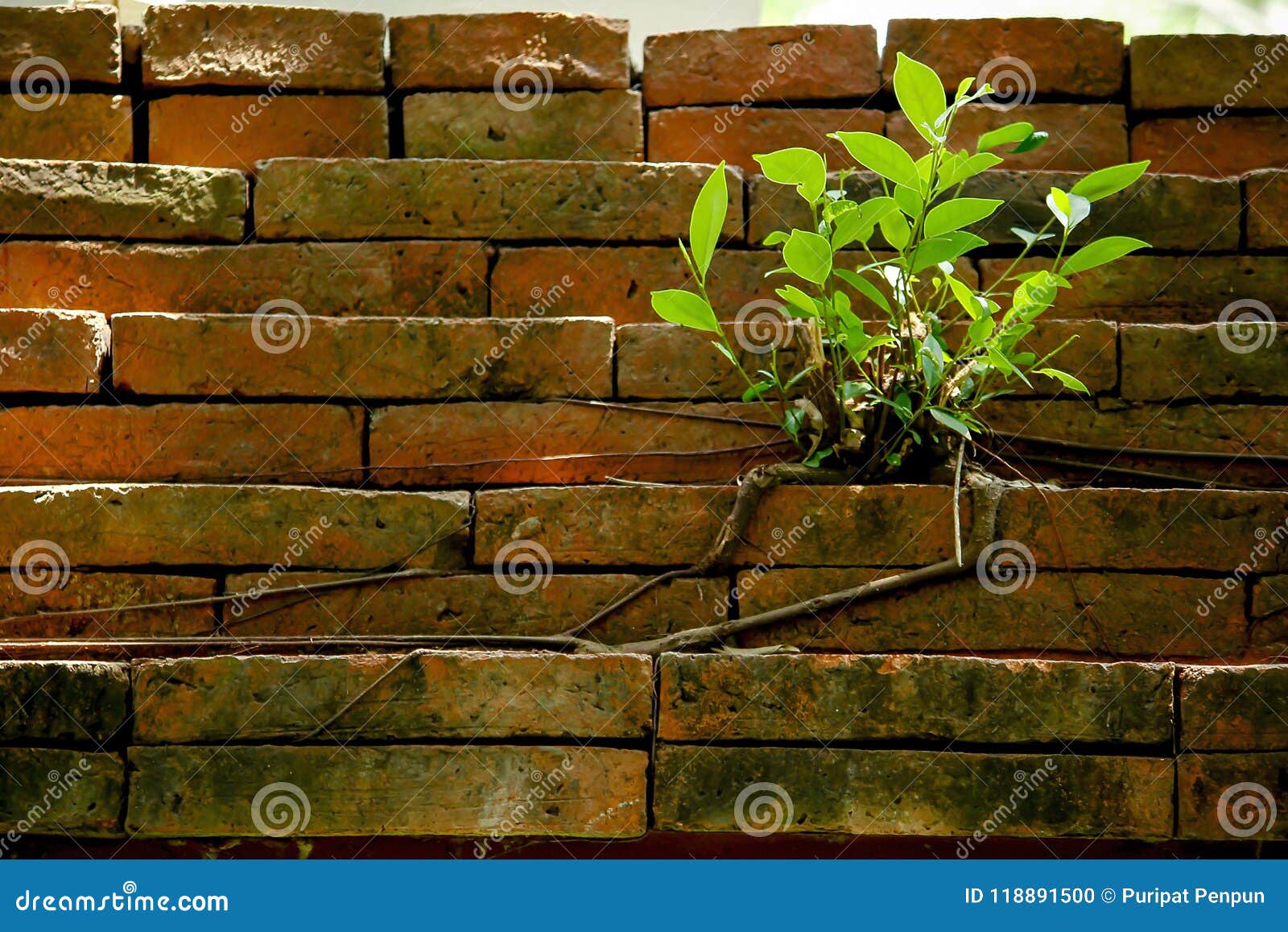 Small Green Tree Inserted on the Old Brick Wall. Stock Photo - Image of ...