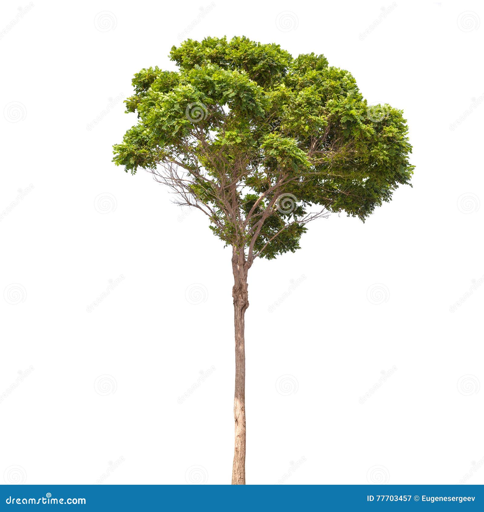 Small Green Tree Isolated on White Stock Image - Image of nature, green ...