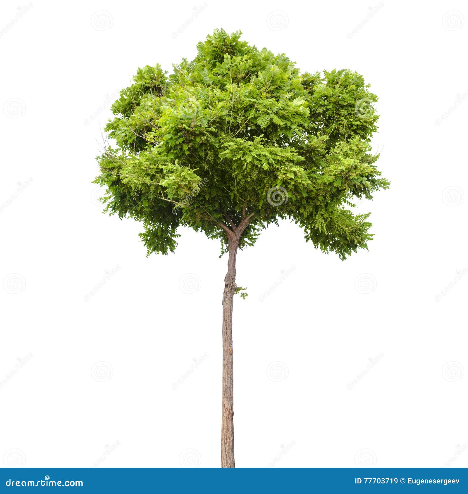 Small Green Tree Isolated on White Stock Image - Image of forest ...