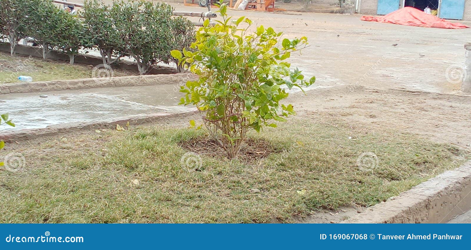 Small Green Tree Located in a Gurden Stock Photo - Image of tree ...