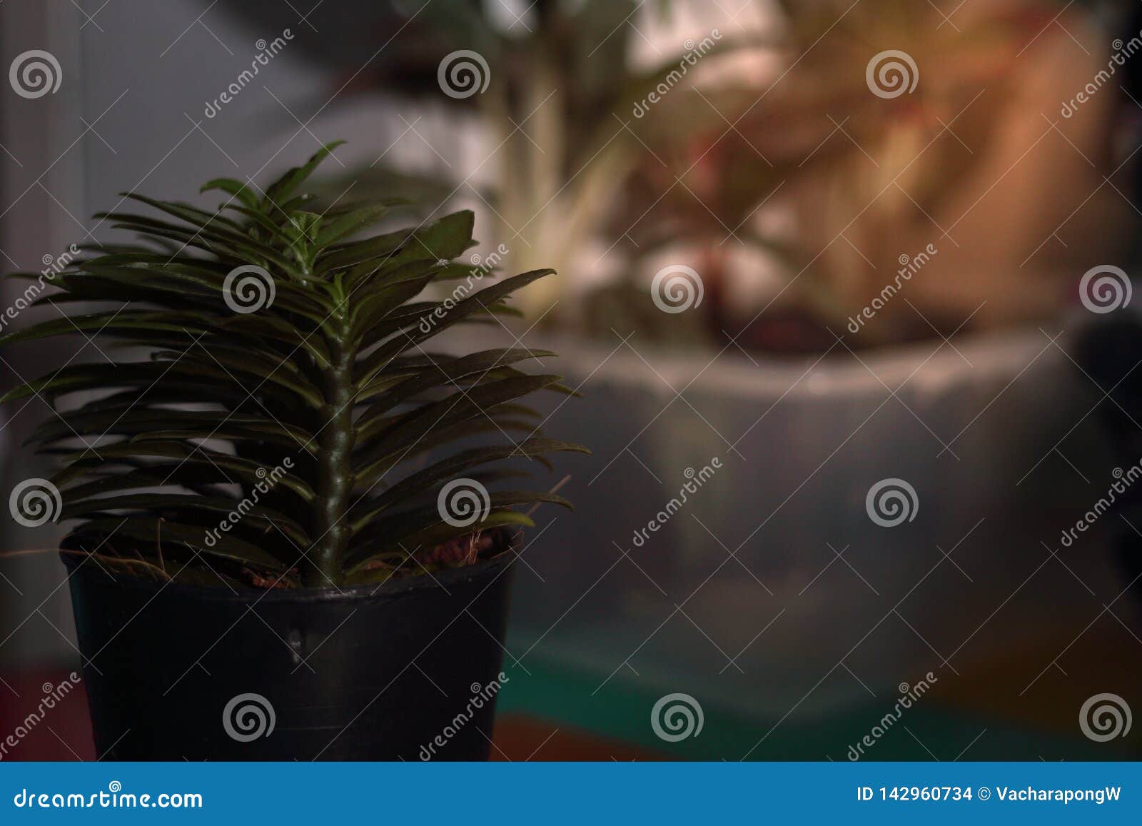Small Green Tree in Pot Dark Theme Stock Photo - Image of closeup ...