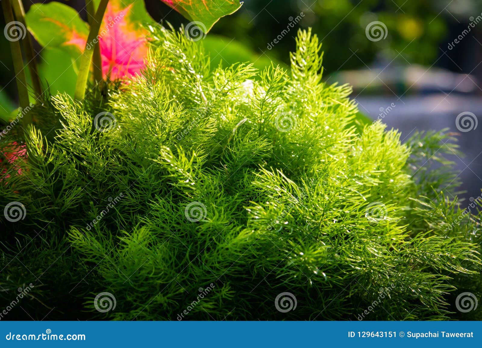 Small Green Tree Under the Sun Light Stock Image - Image of sunlight ...